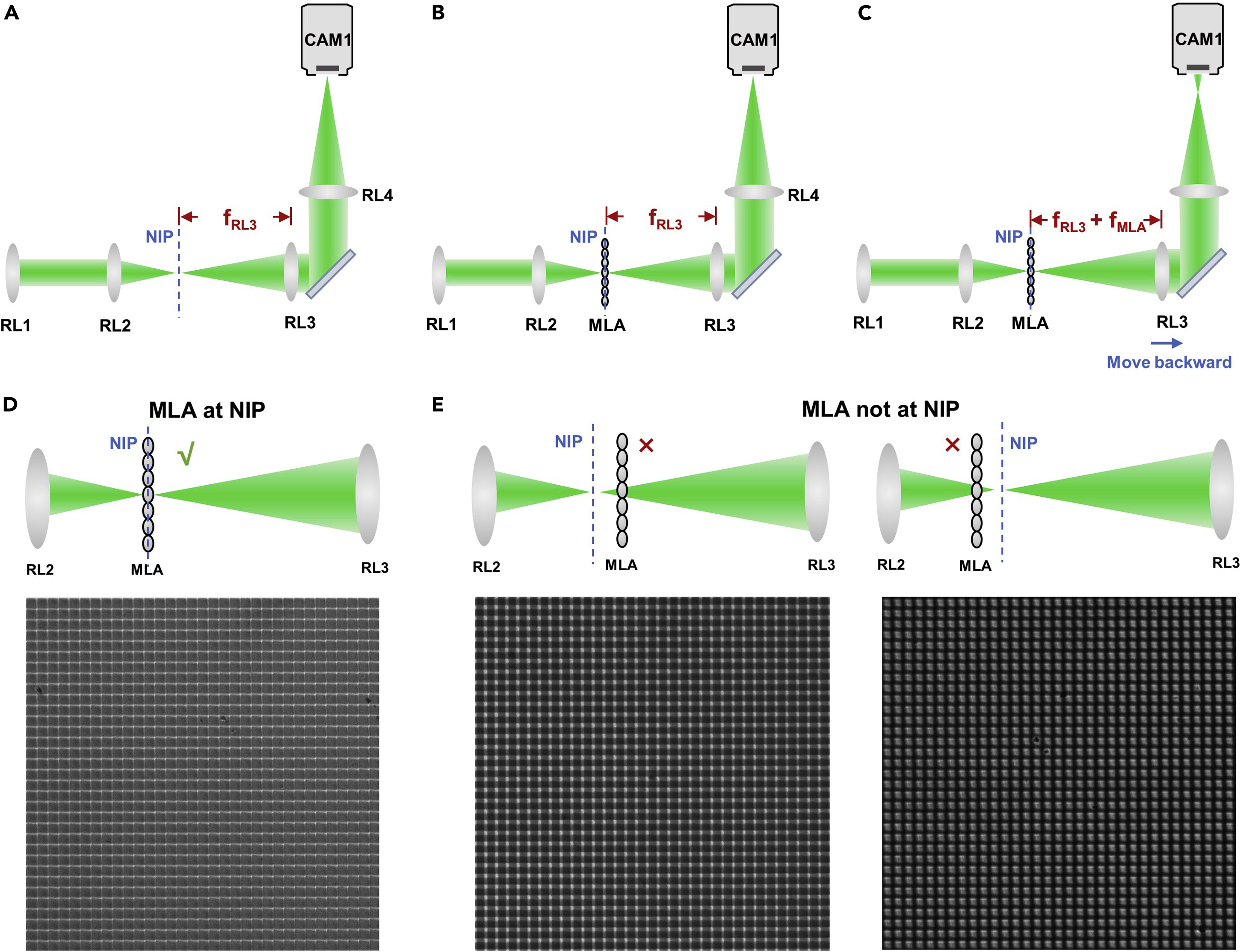 Cell Press: STAR Protocols