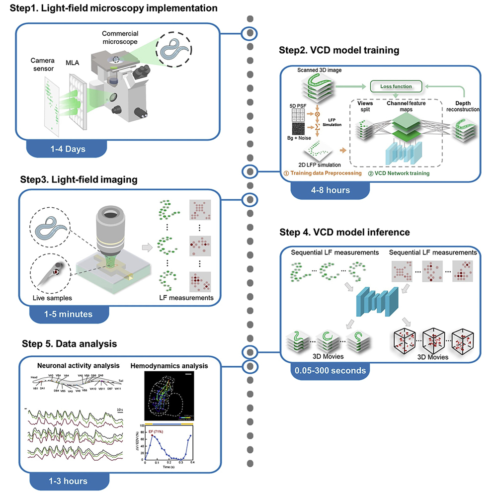 Cell Press: STAR Protocols