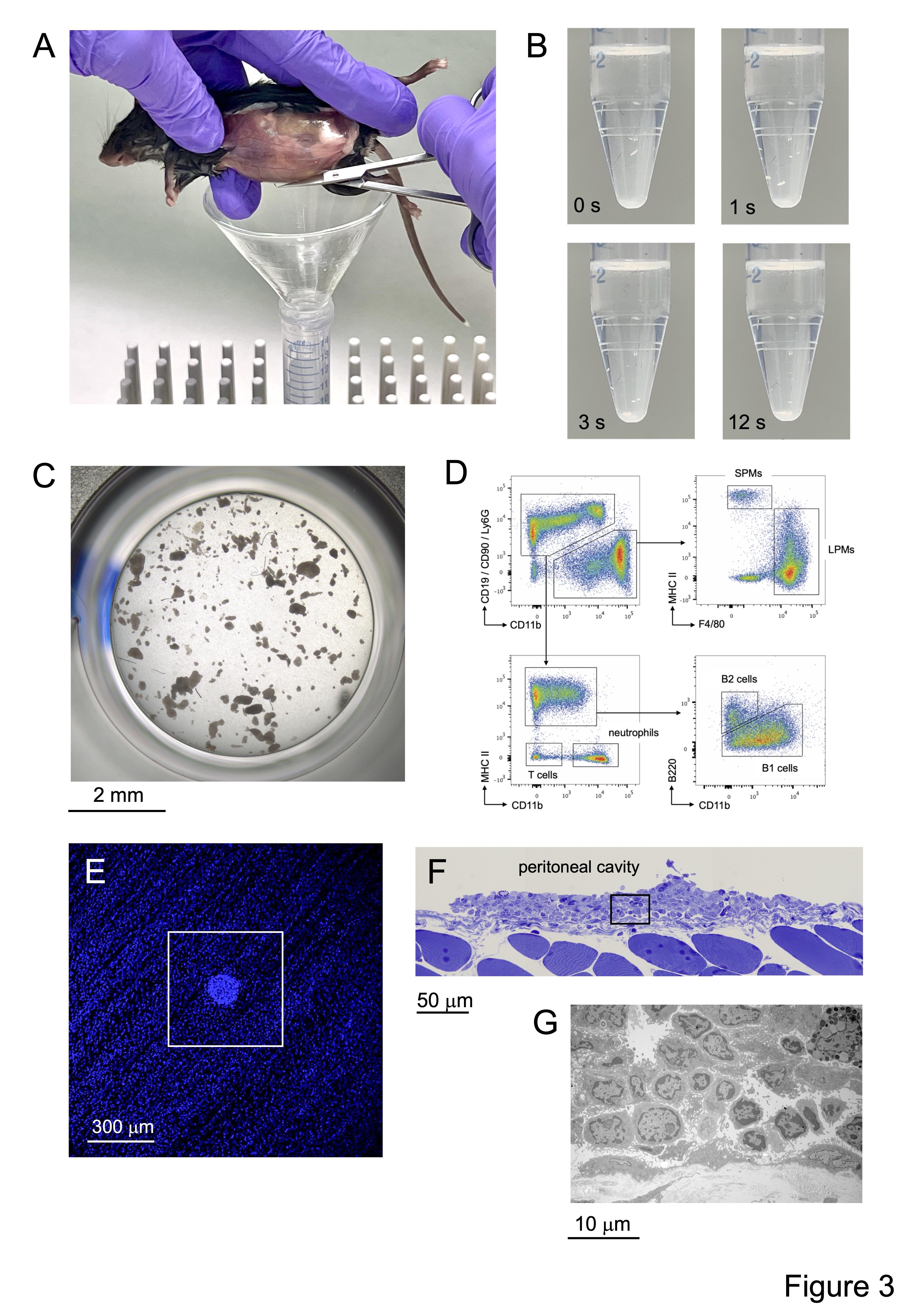 Cell Press: STAR Protocols