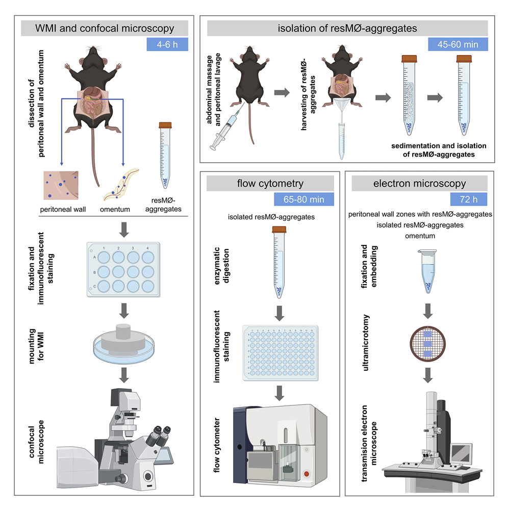 Cell Press: STAR Protocols