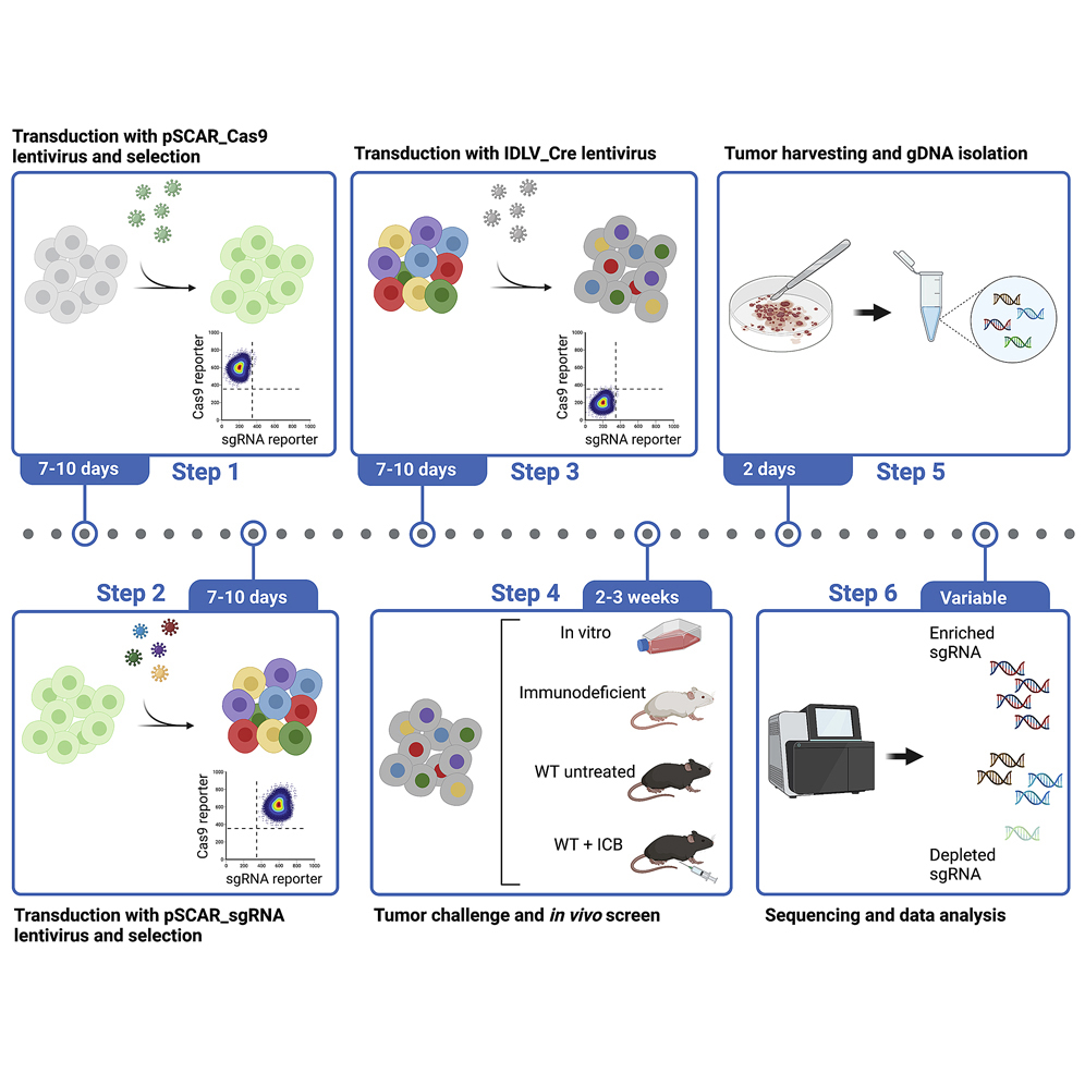 Cell Press: STAR Protocols