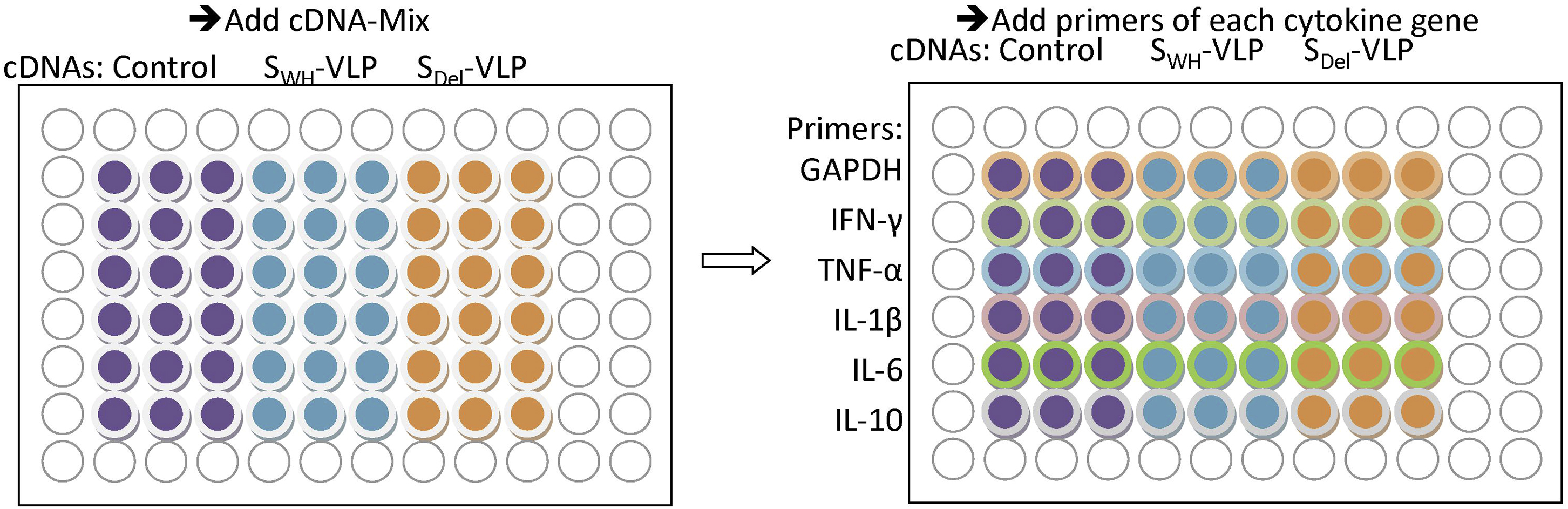 Cell Press: STAR Protocols