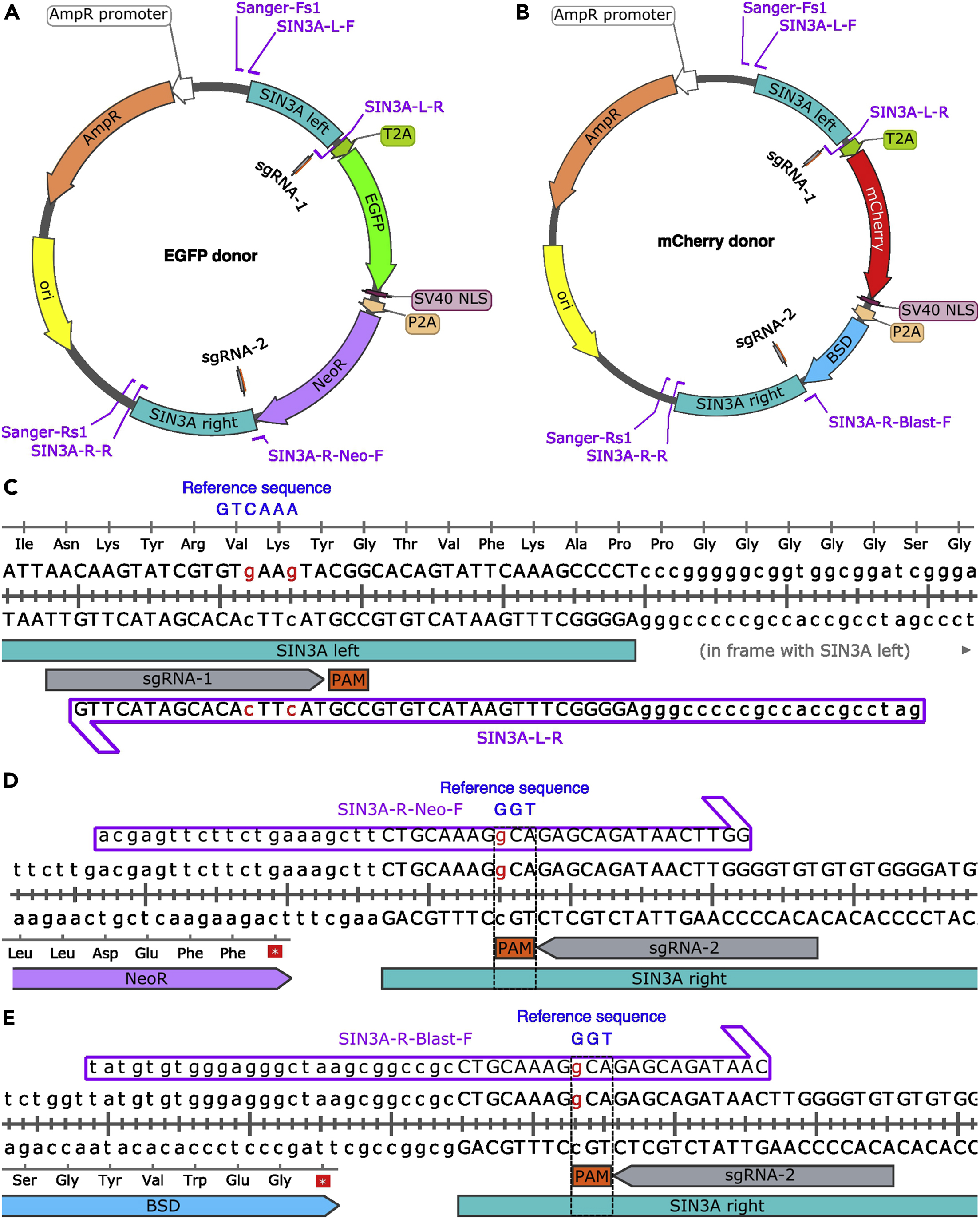 Cell Press: STAR Protocols