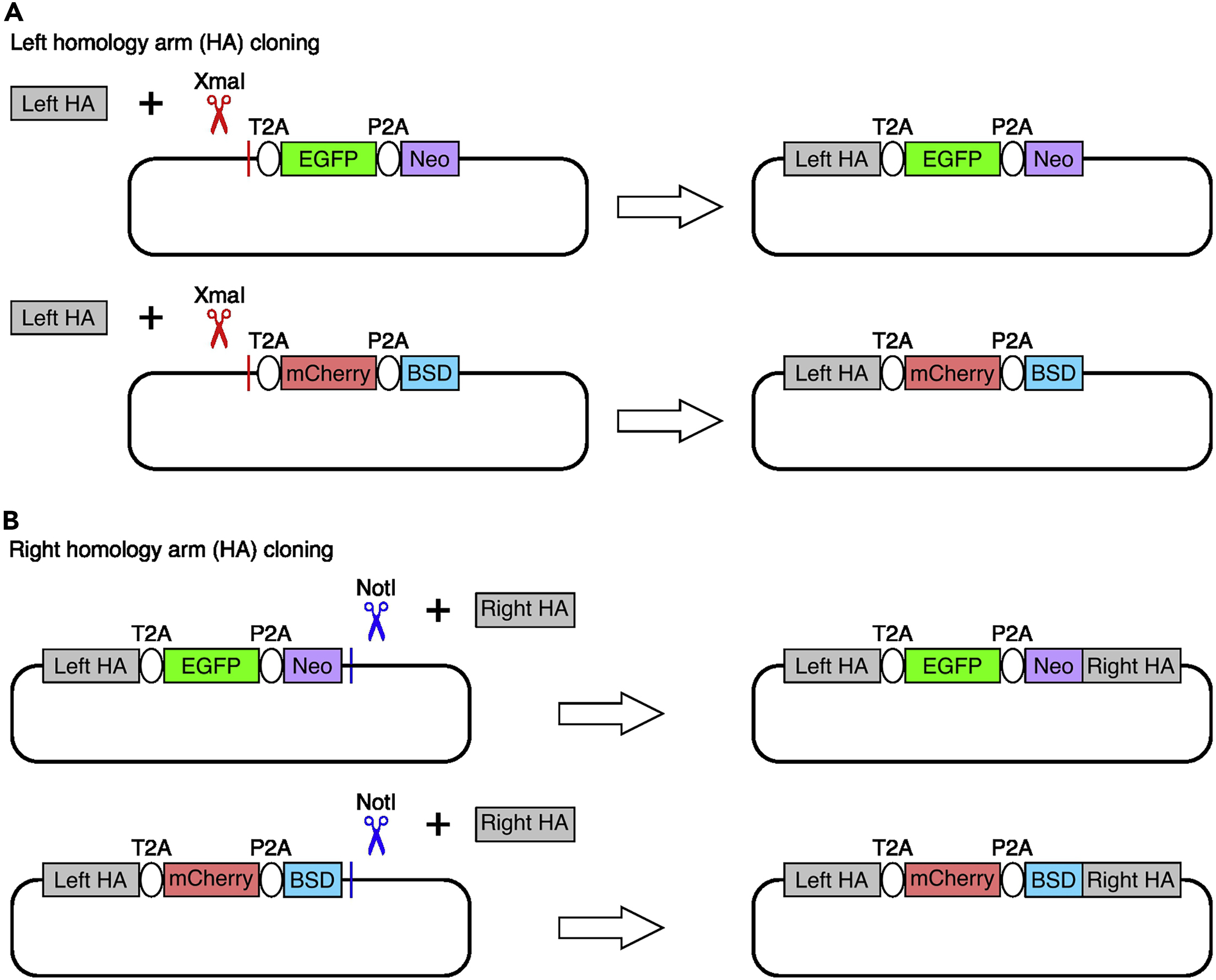Cell Press: STAR Protocols