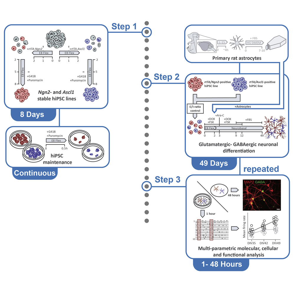 Cell Press: STAR Protocols