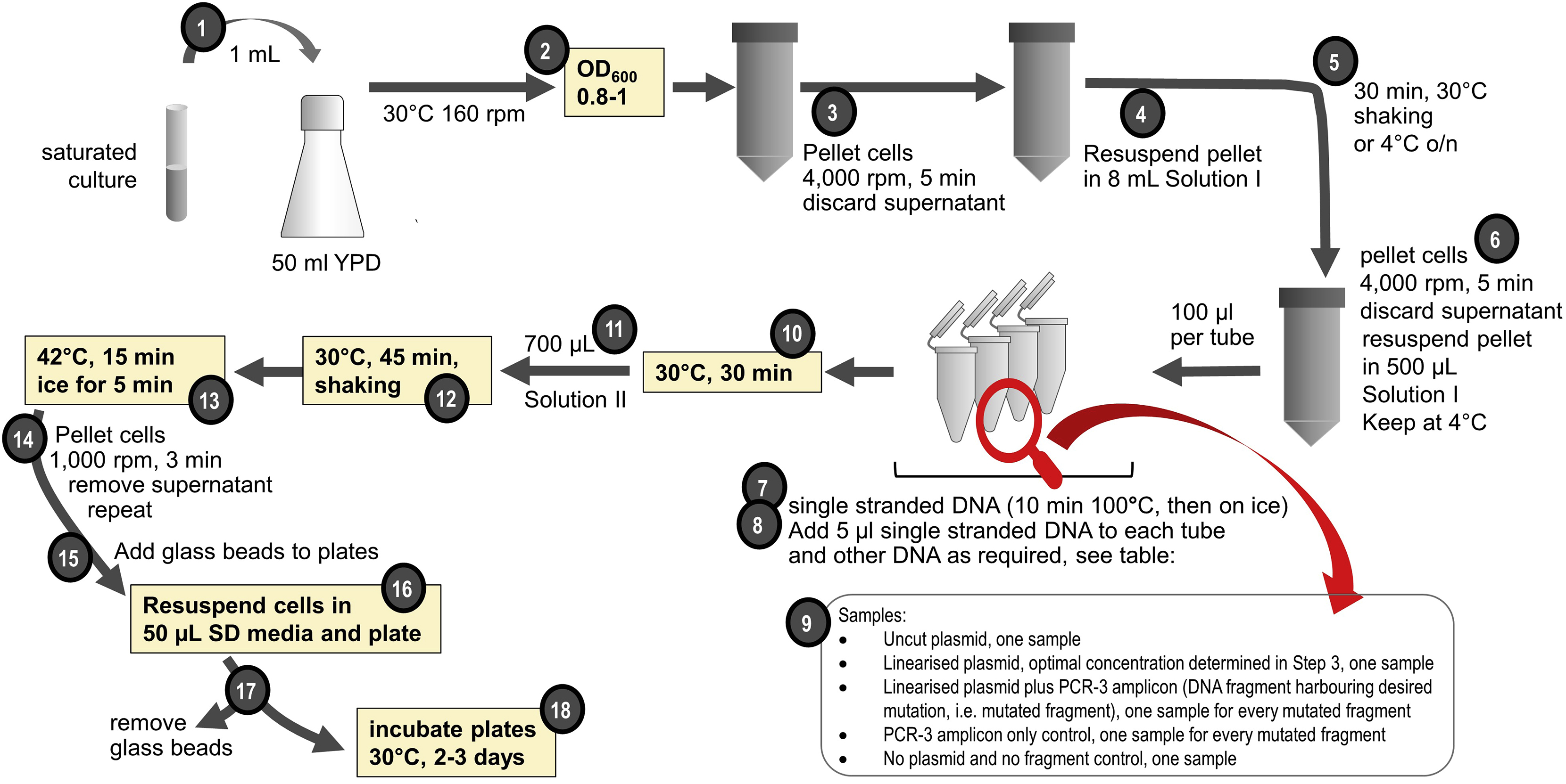 Cell Press: STAR Protocols