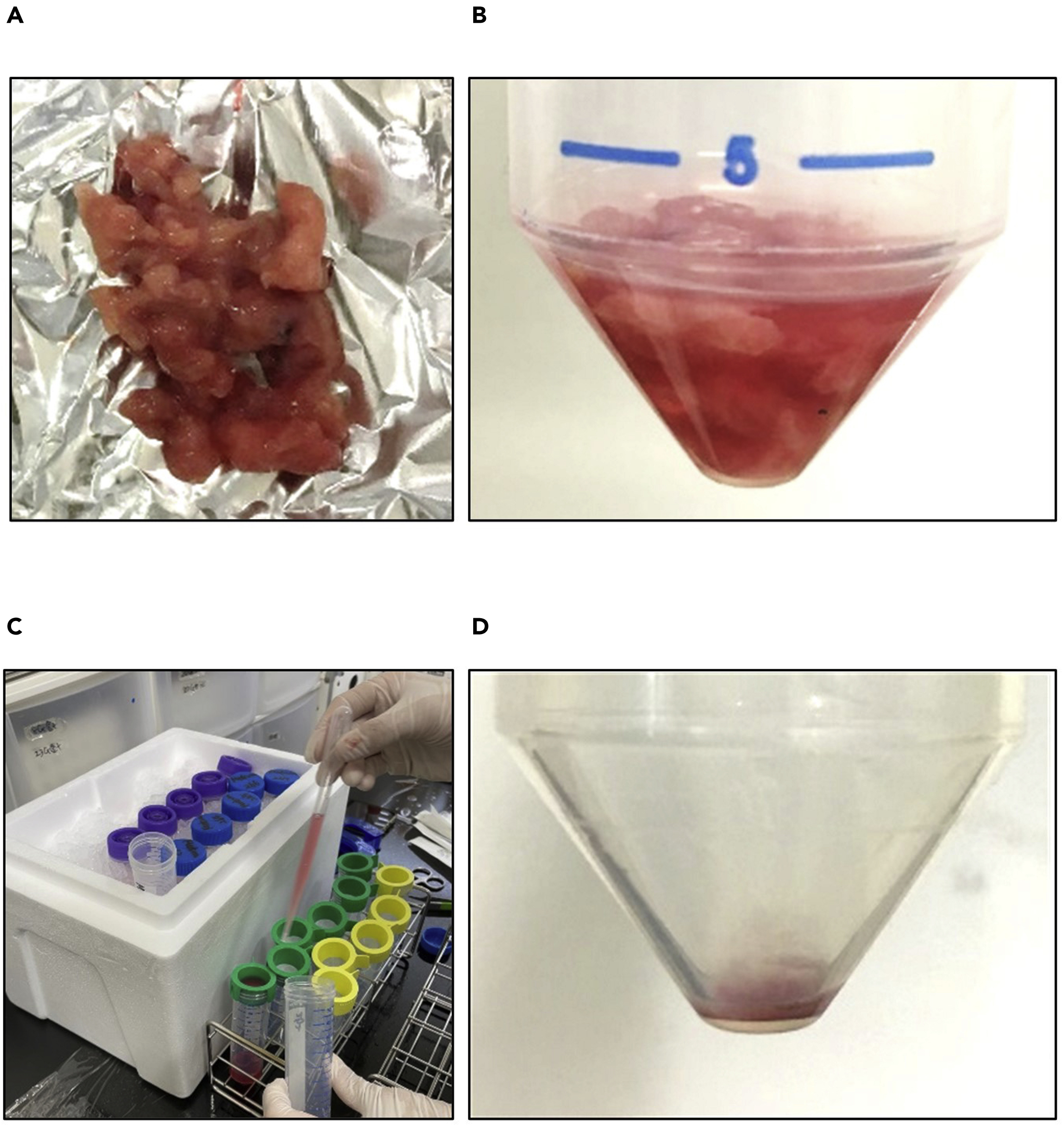 Cell Press: STAR Protocols