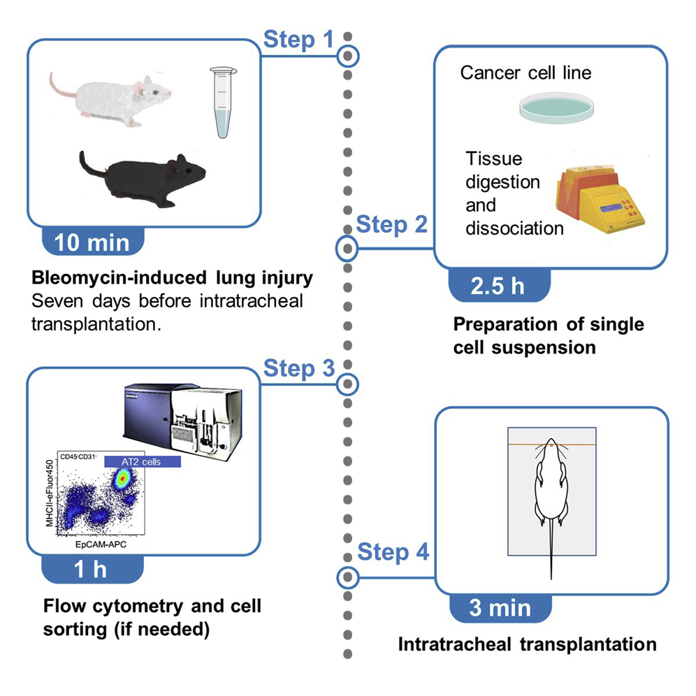 Cell Press: STAR Protocols