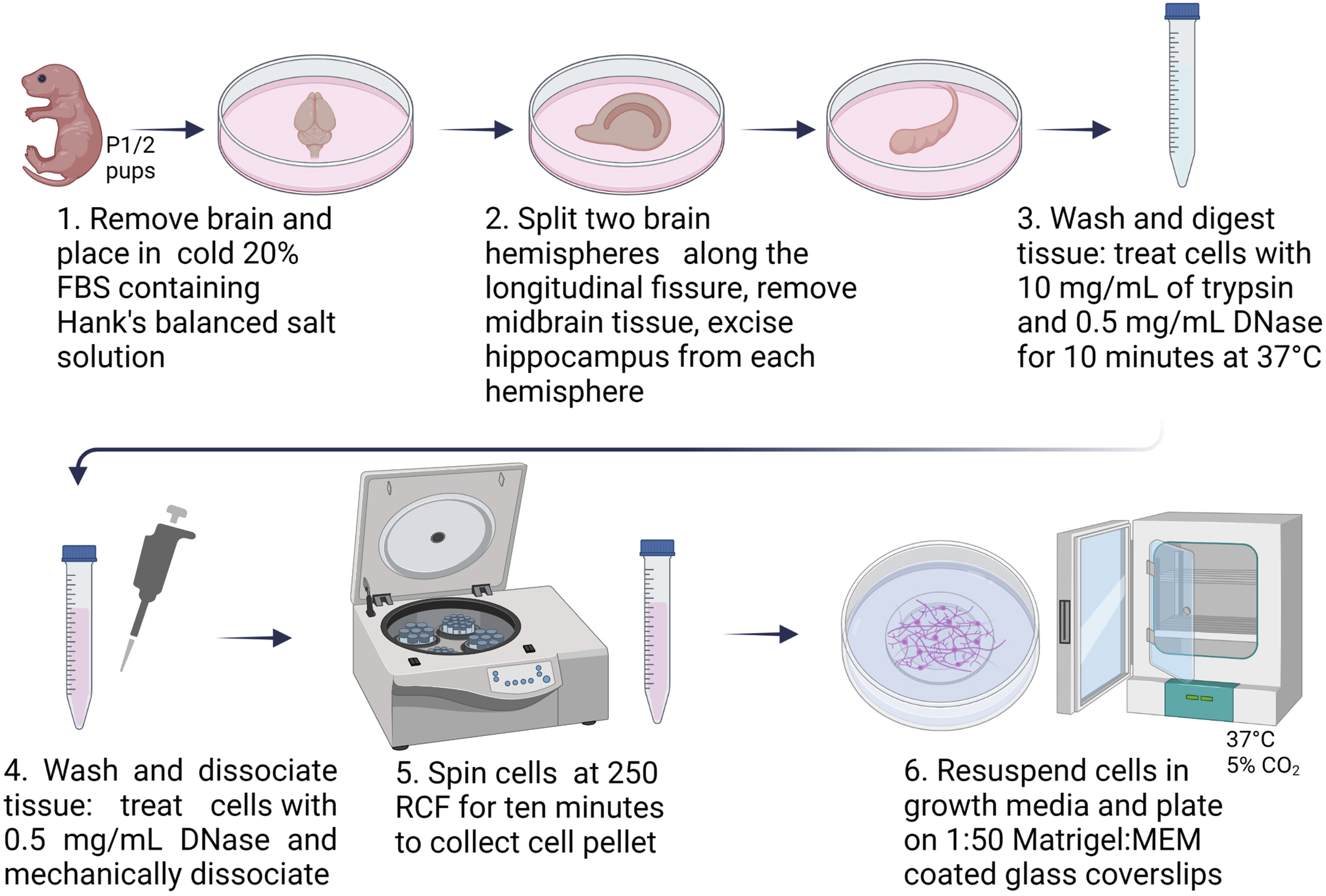 Cell Press: STAR Protocols