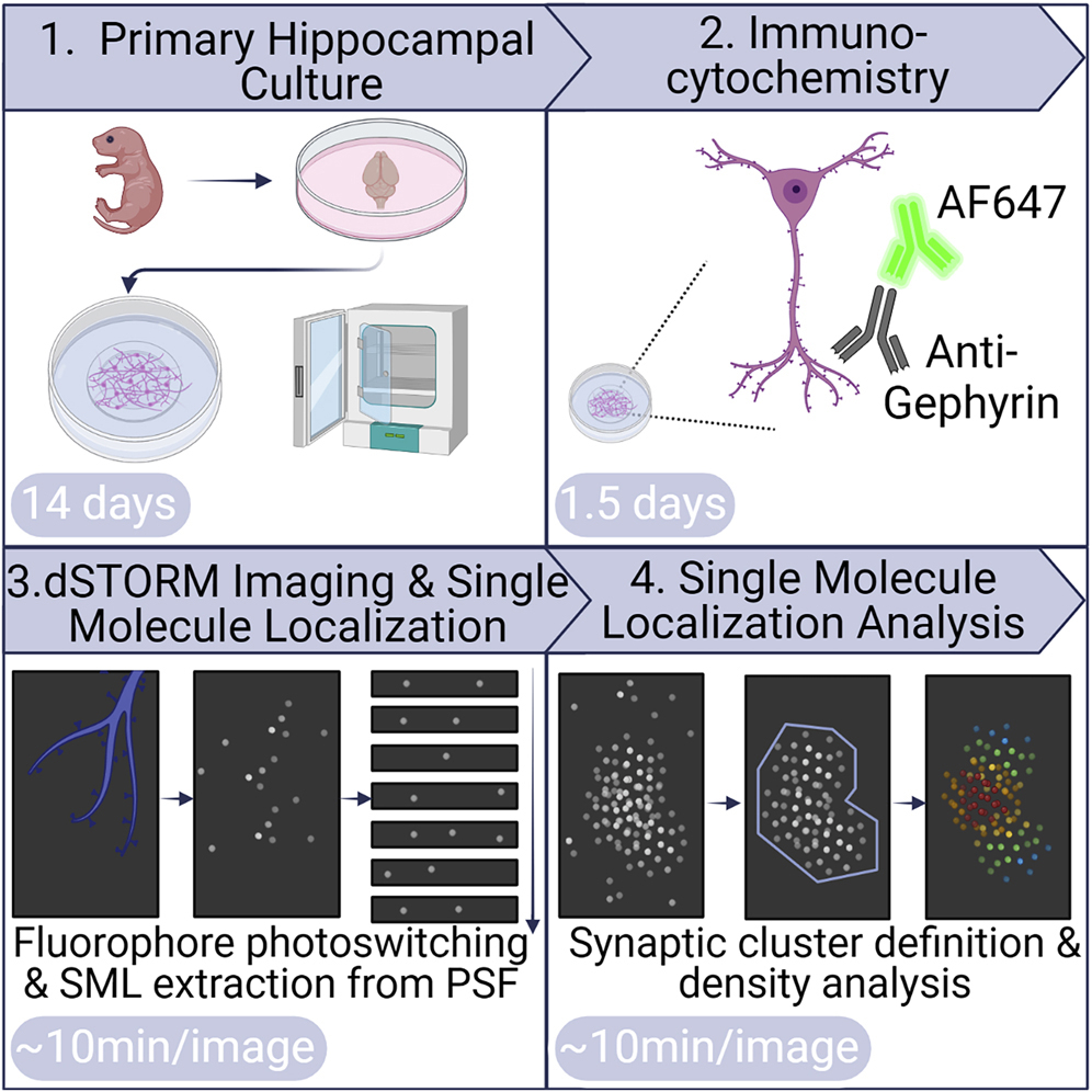 Cell Press: STAR Protocols