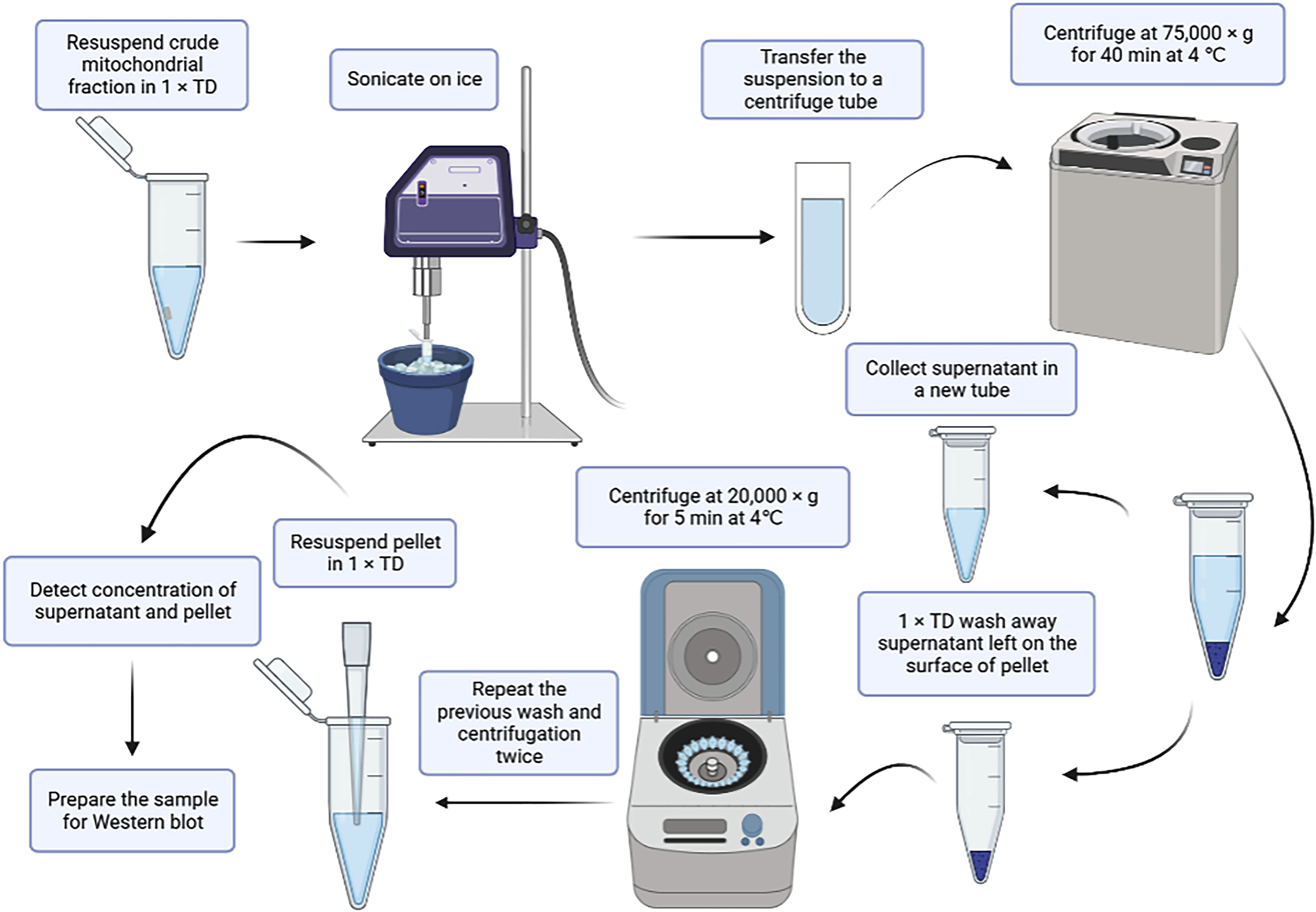 Cell Press: STAR Protocols