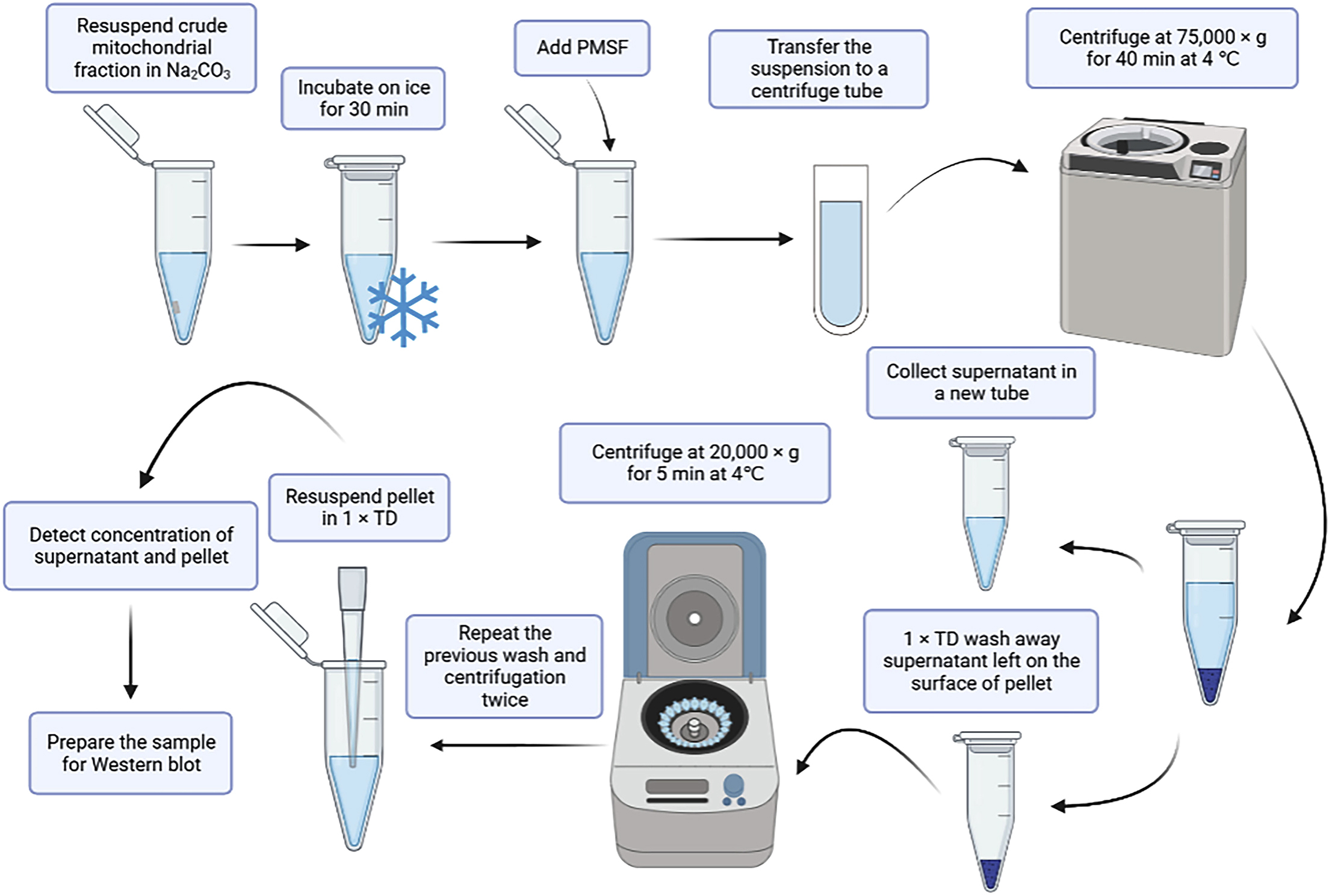 Cell Press: STAR Protocols