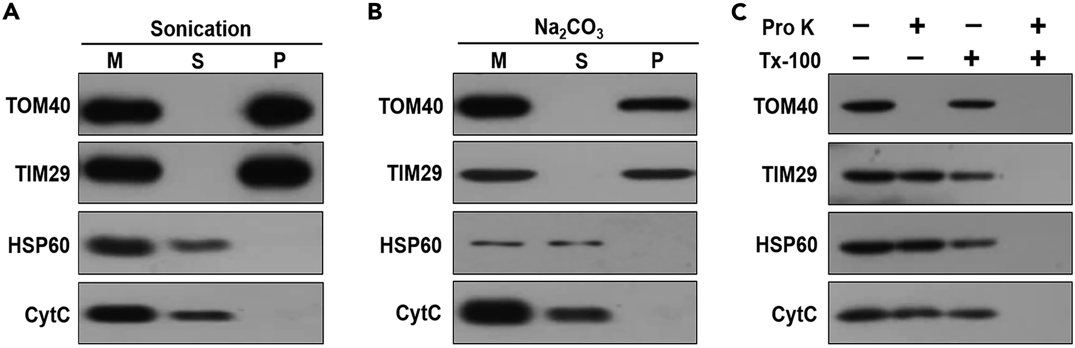 Cell Press: STAR Protocols