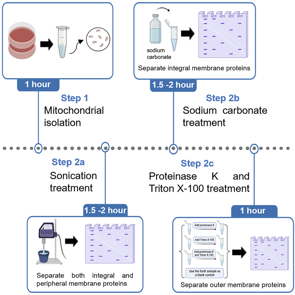 Cell Press: STAR Protocols