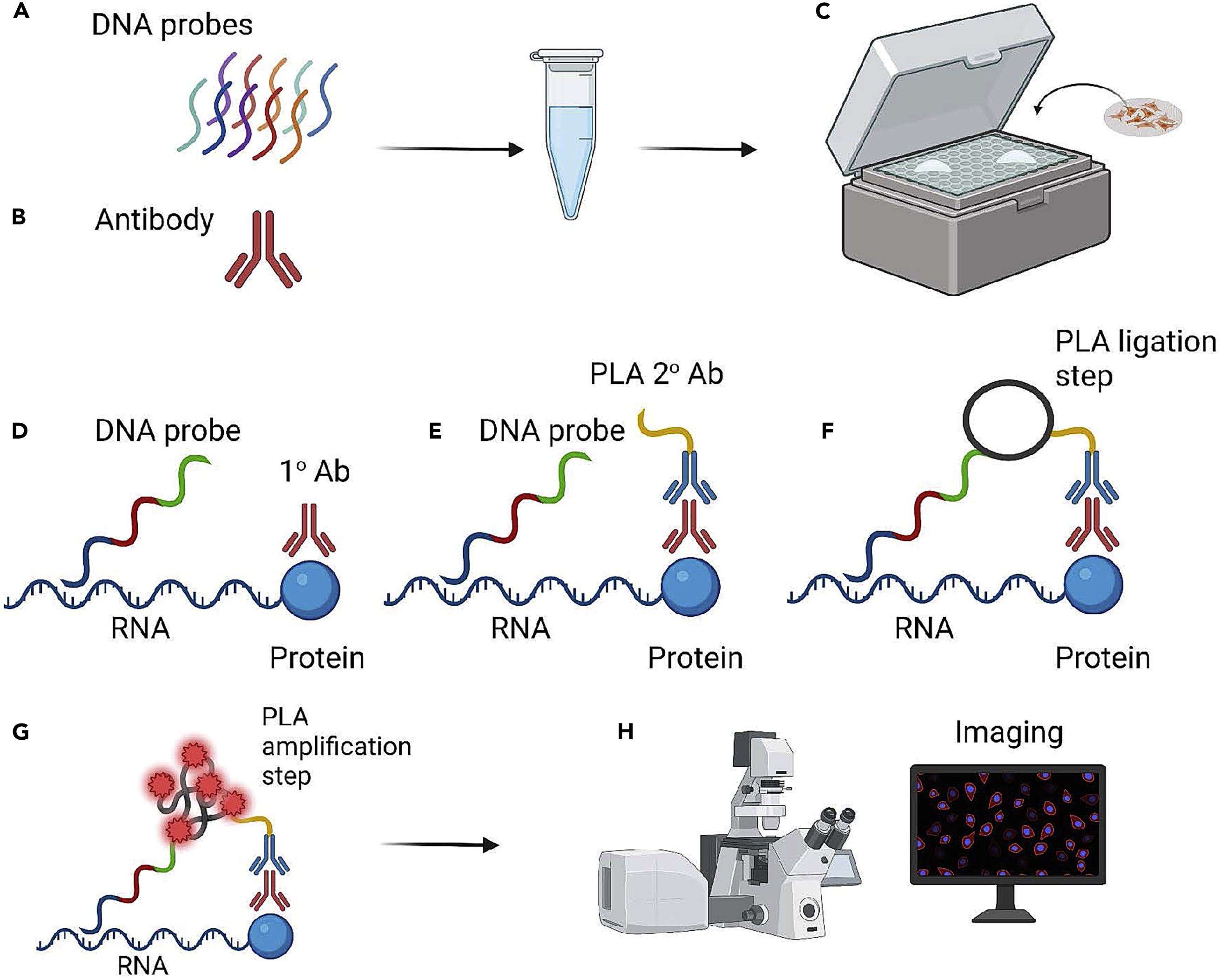 Cell Press: STAR Protocols