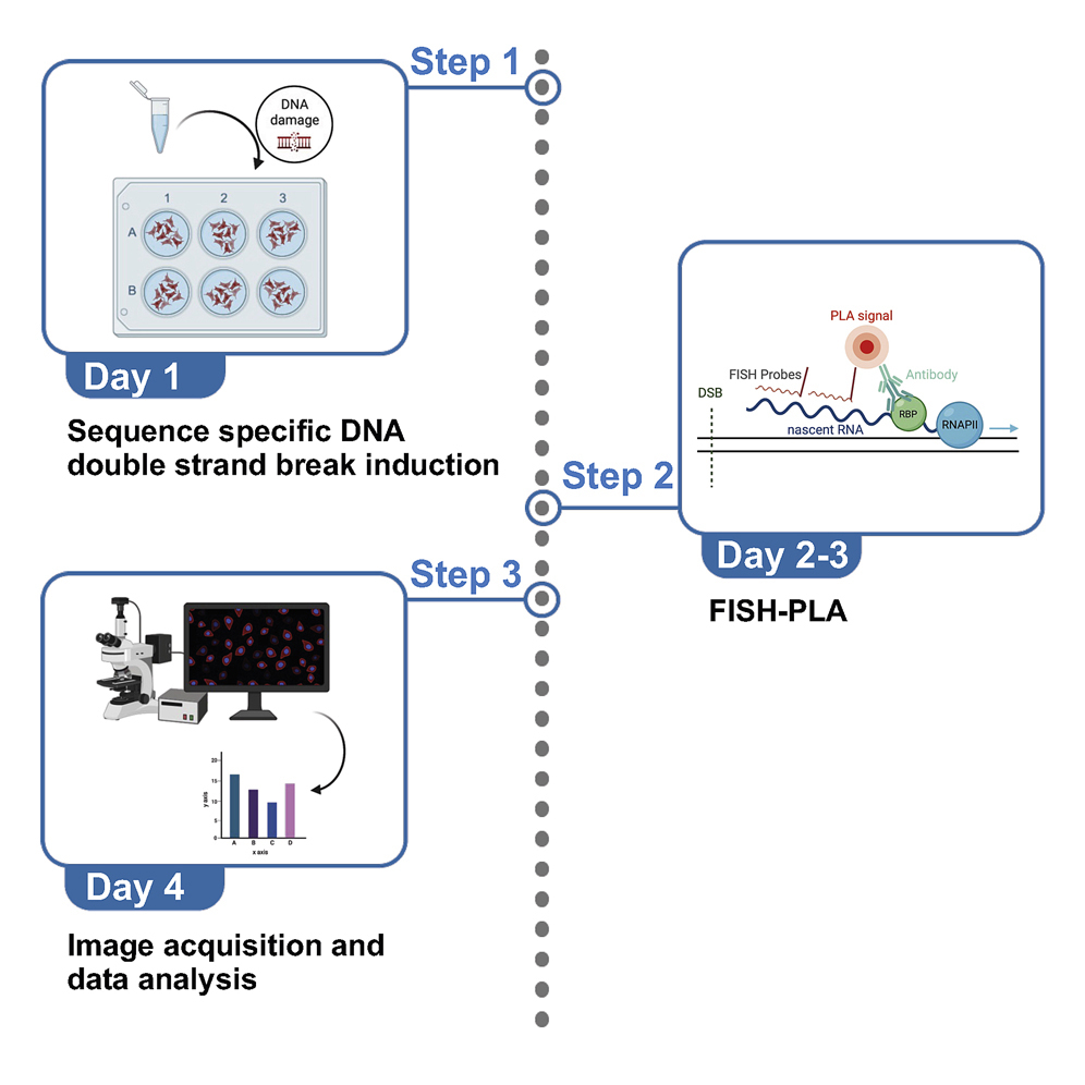 Cell Press: STAR Protocols