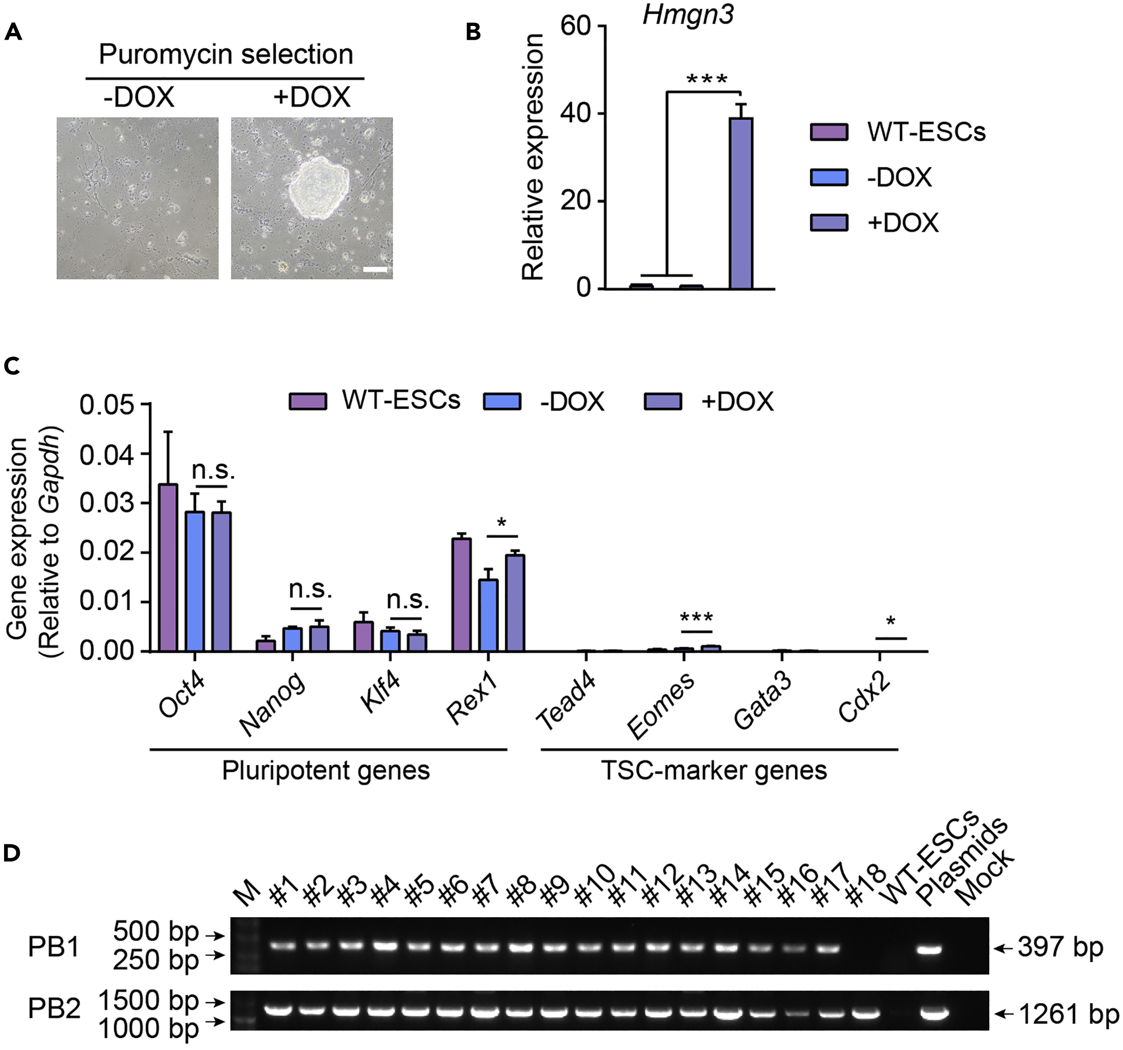 Cell Press: STAR Protocols