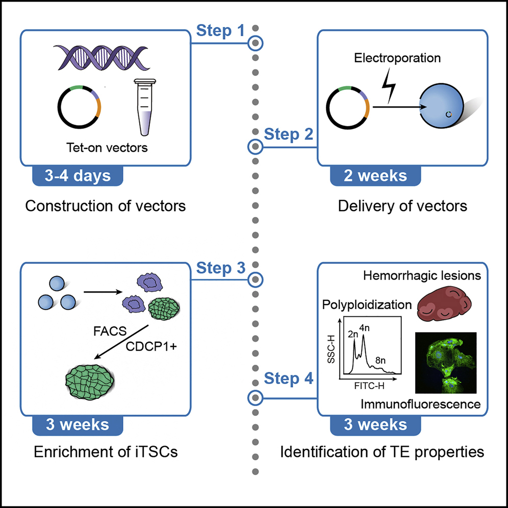 Cell Press: STAR Protocols