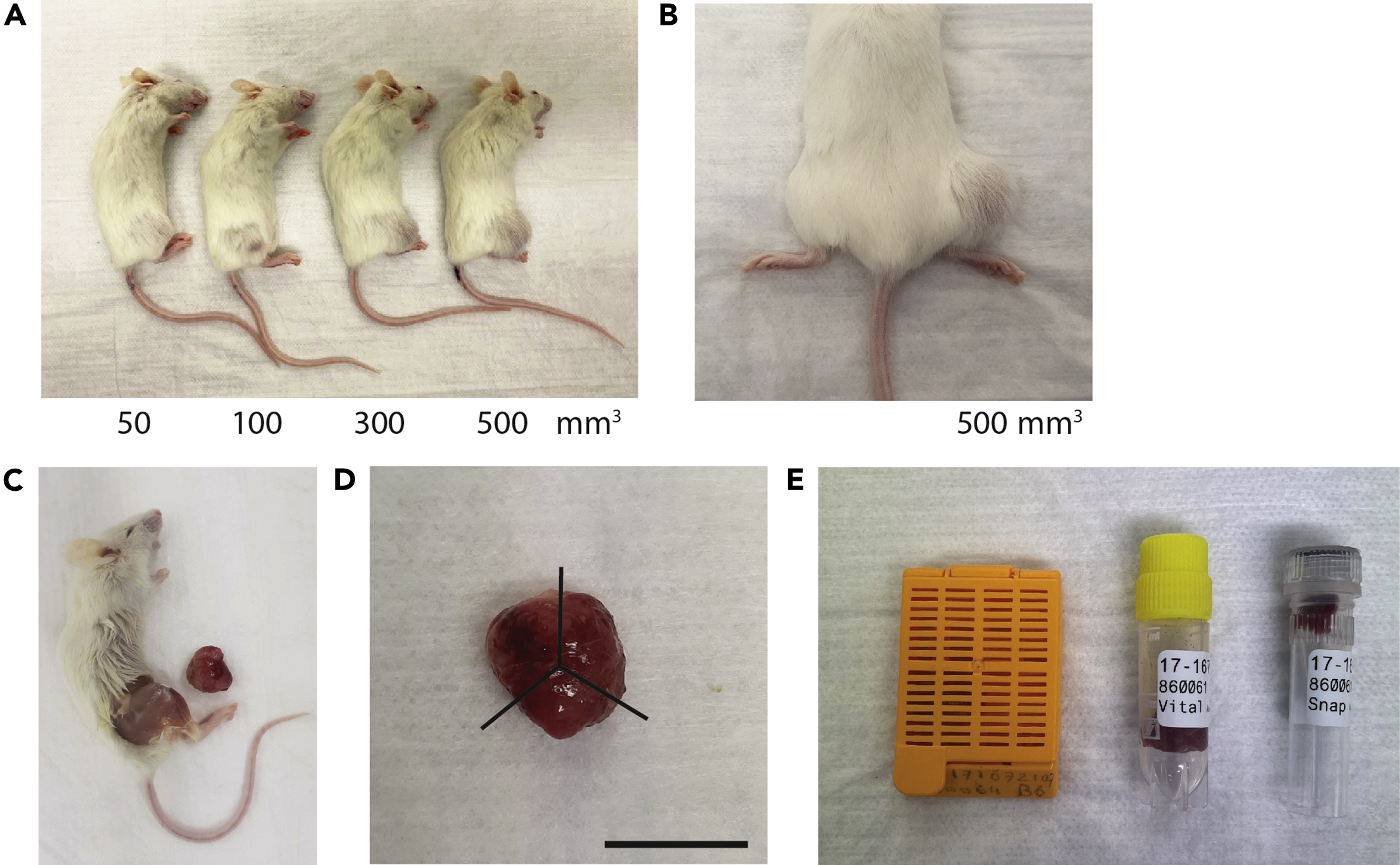 Cell Press: STAR Protocols