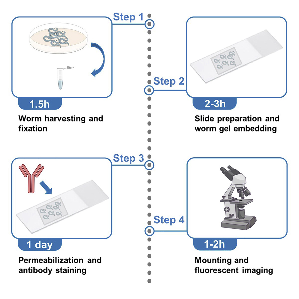 Cell Press: STAR Protocols