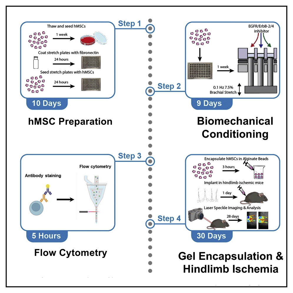 Cell Press: STAR Protocols