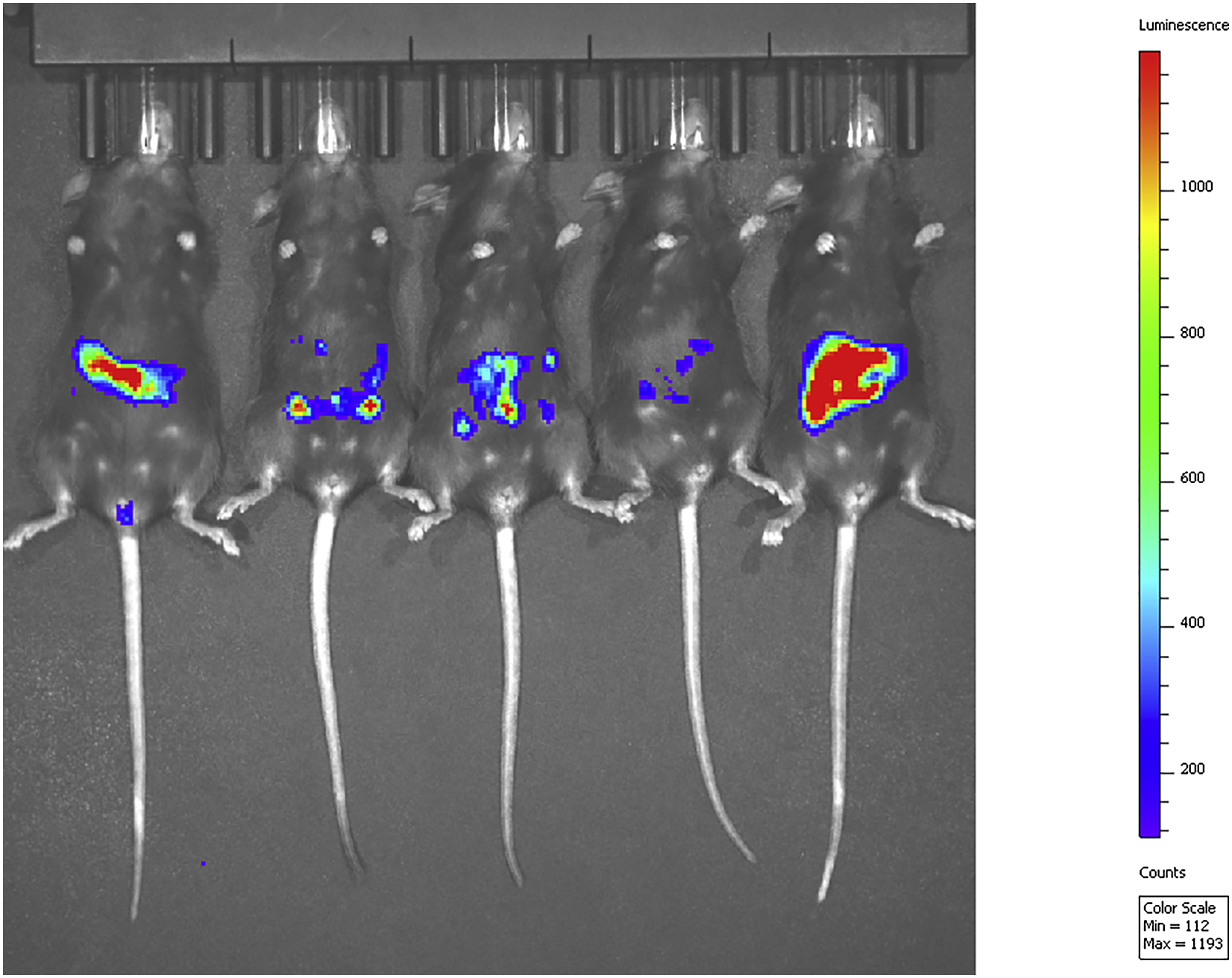 Cell Press: STAR Protocols