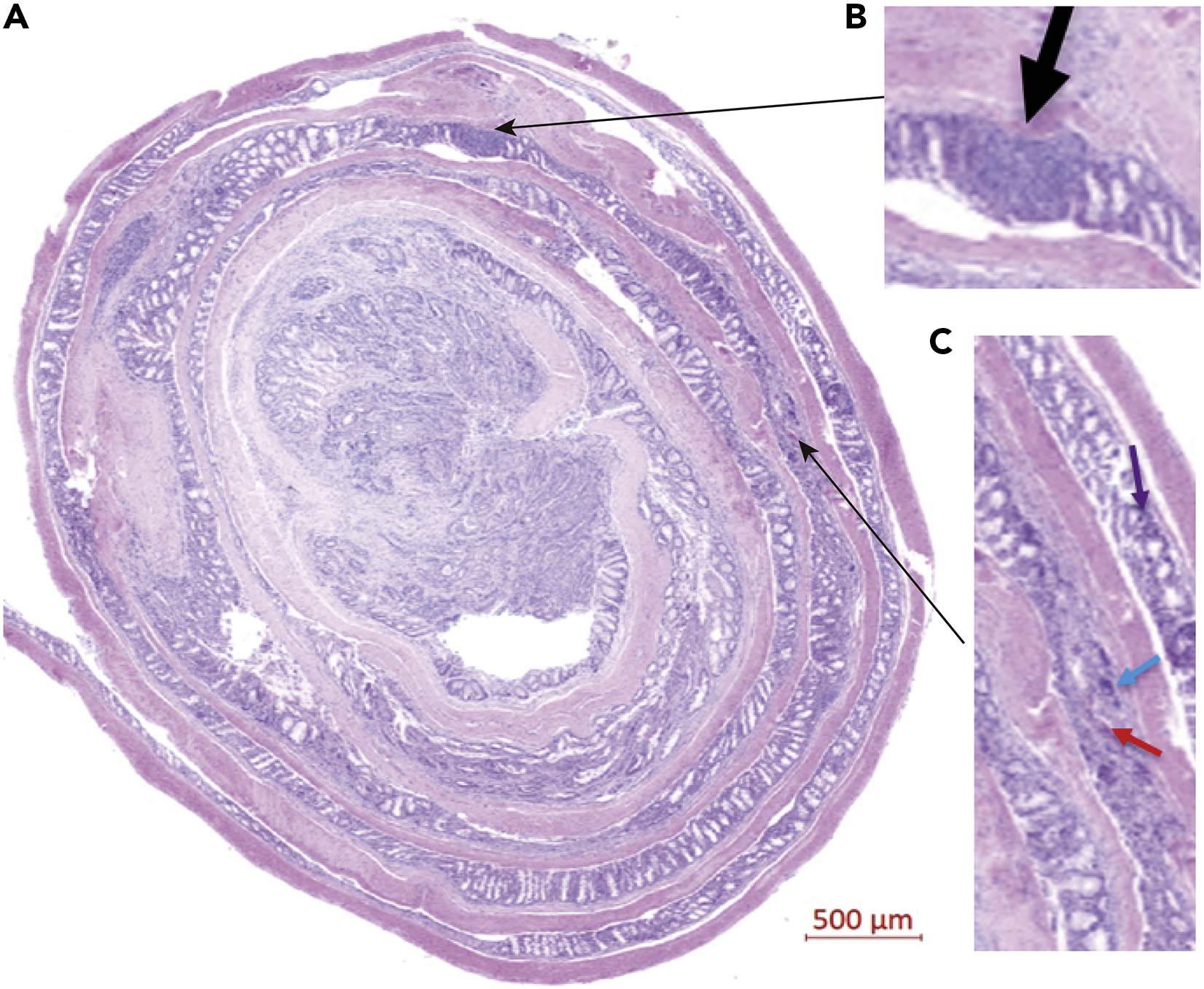 Cell Press: STAR Protocols