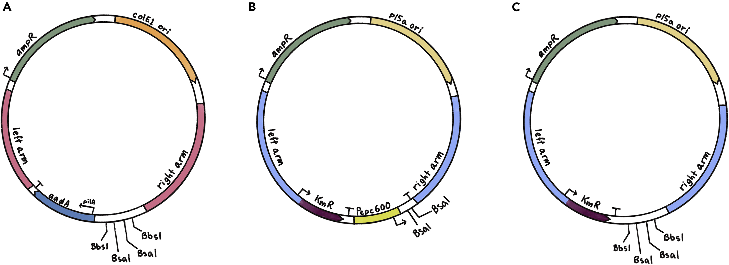 Cell Press: STAR Protocols