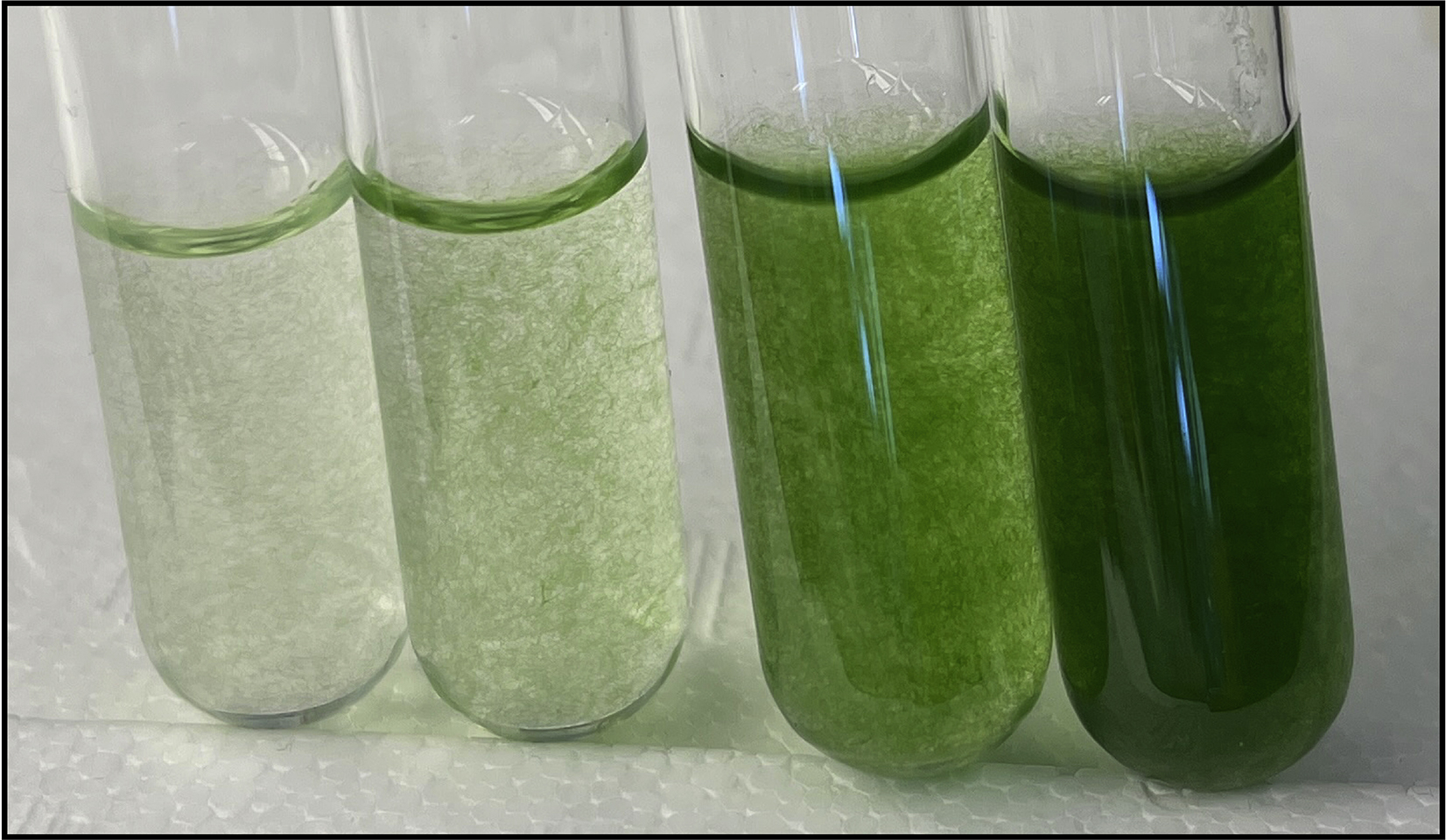 Cell Press: STAR Protocols