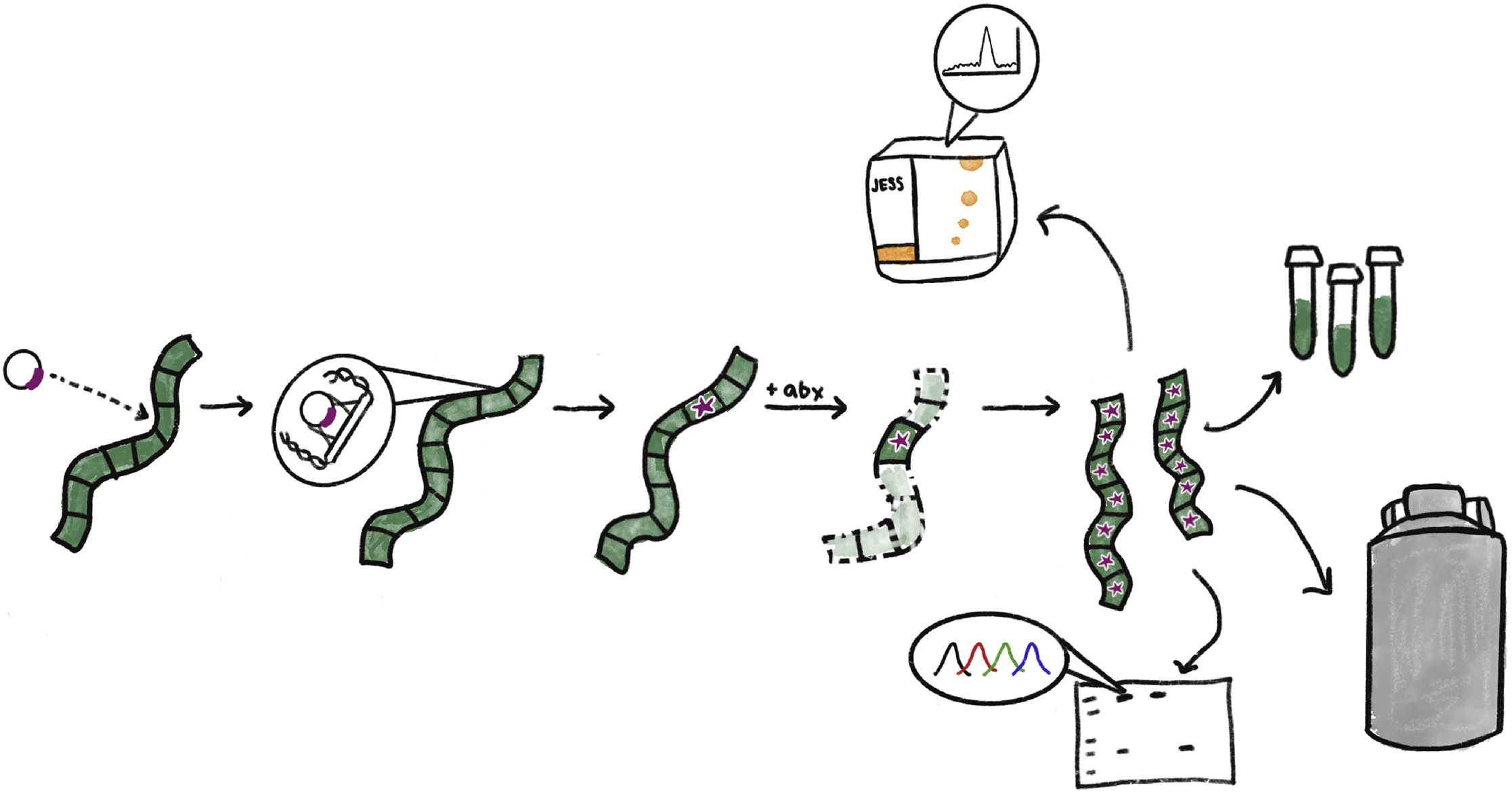 Cell Press: STAR Protocols
