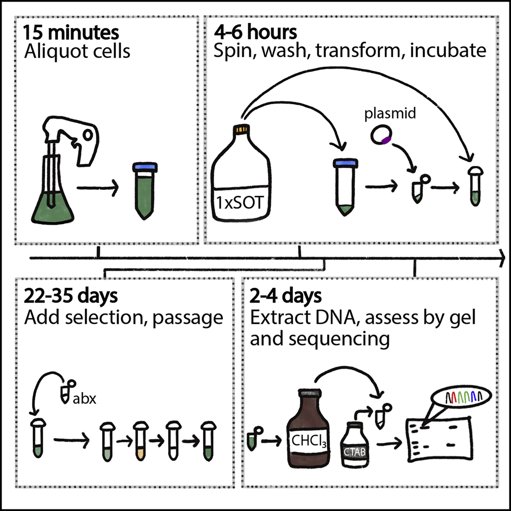 Cell Press: STAR Protocols