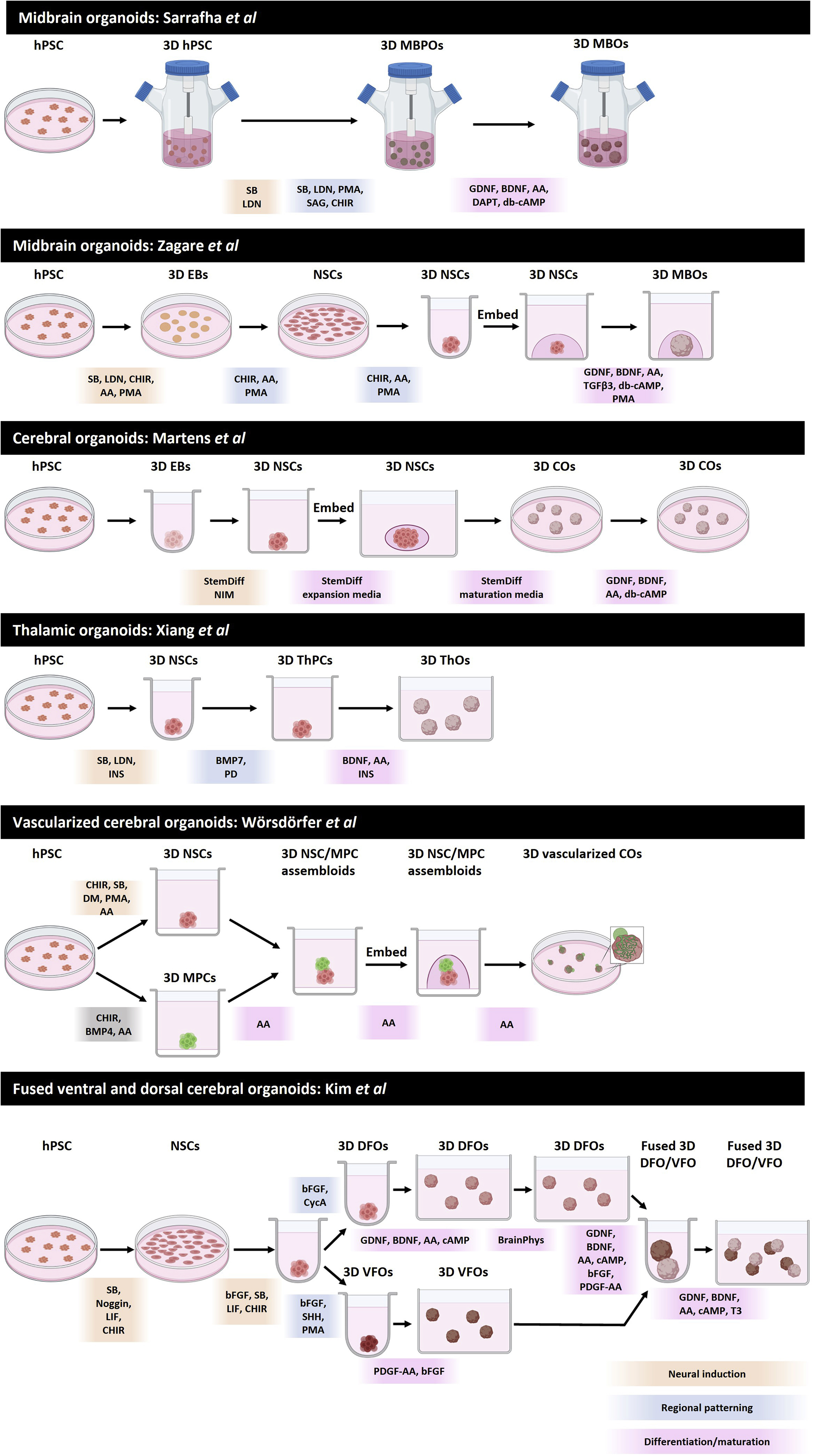 Cell Press: STAR Protocols