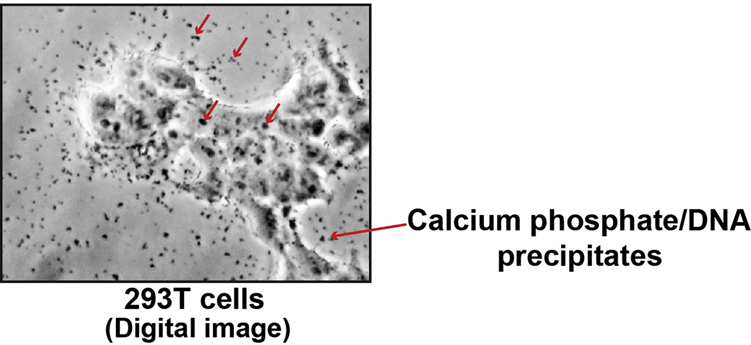 Cell Press: STAR Protocols
