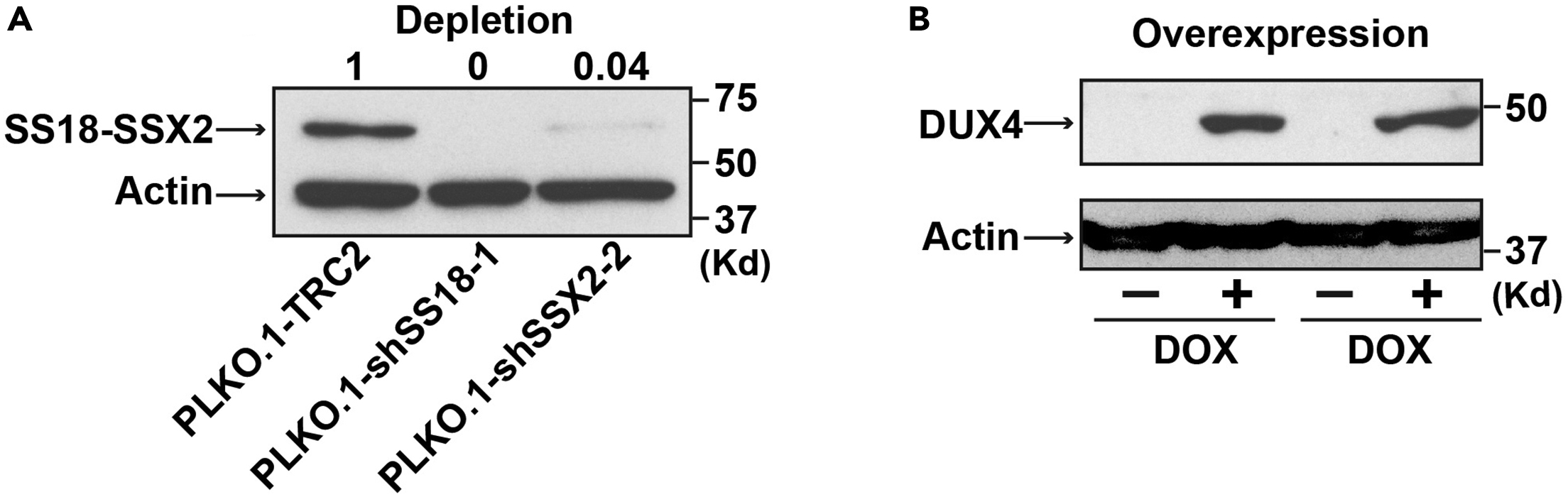 Cell Press: STAR Protocols