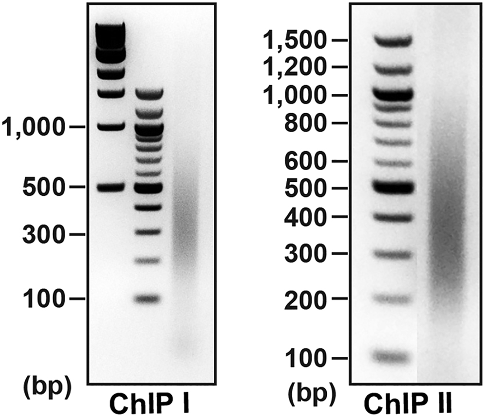 Cell Press: STAR Protocols