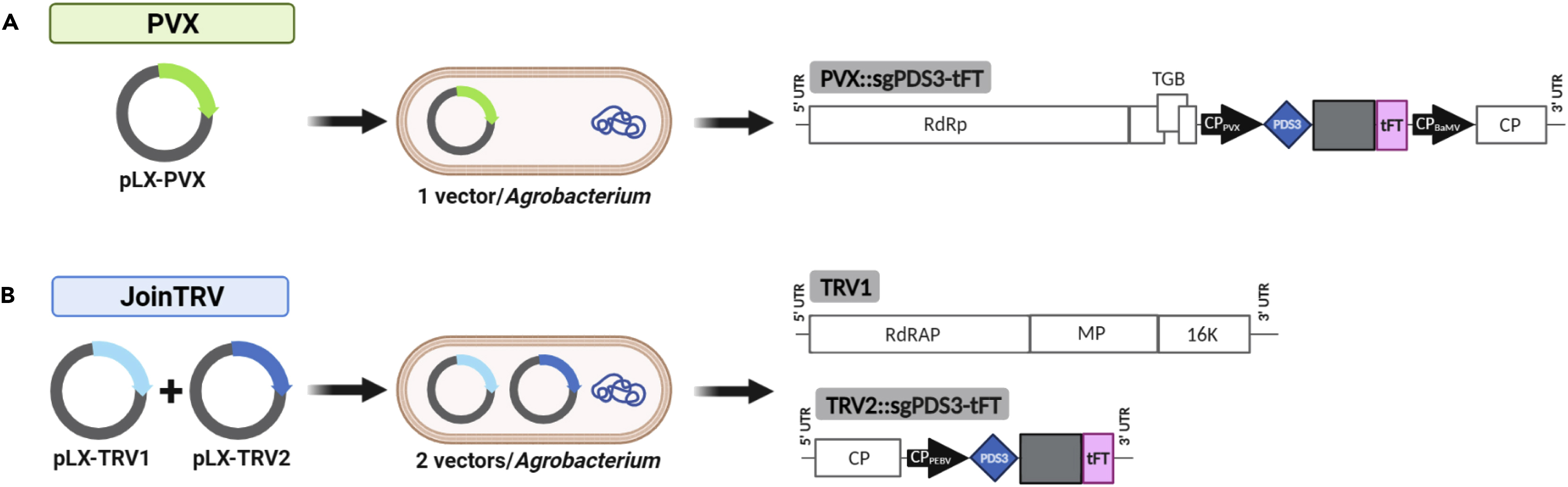 Cell Press: STAR Protocols
