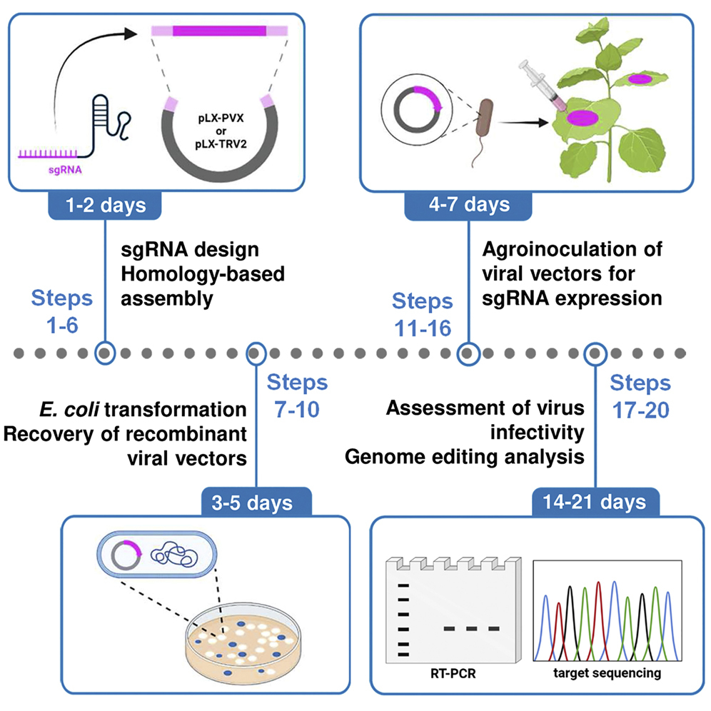 Cell Press: STAR Protocols