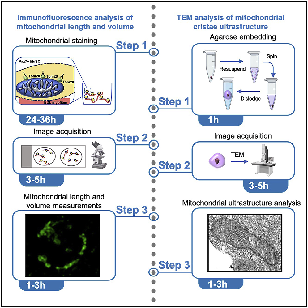 Cell Press: STAR Protocols