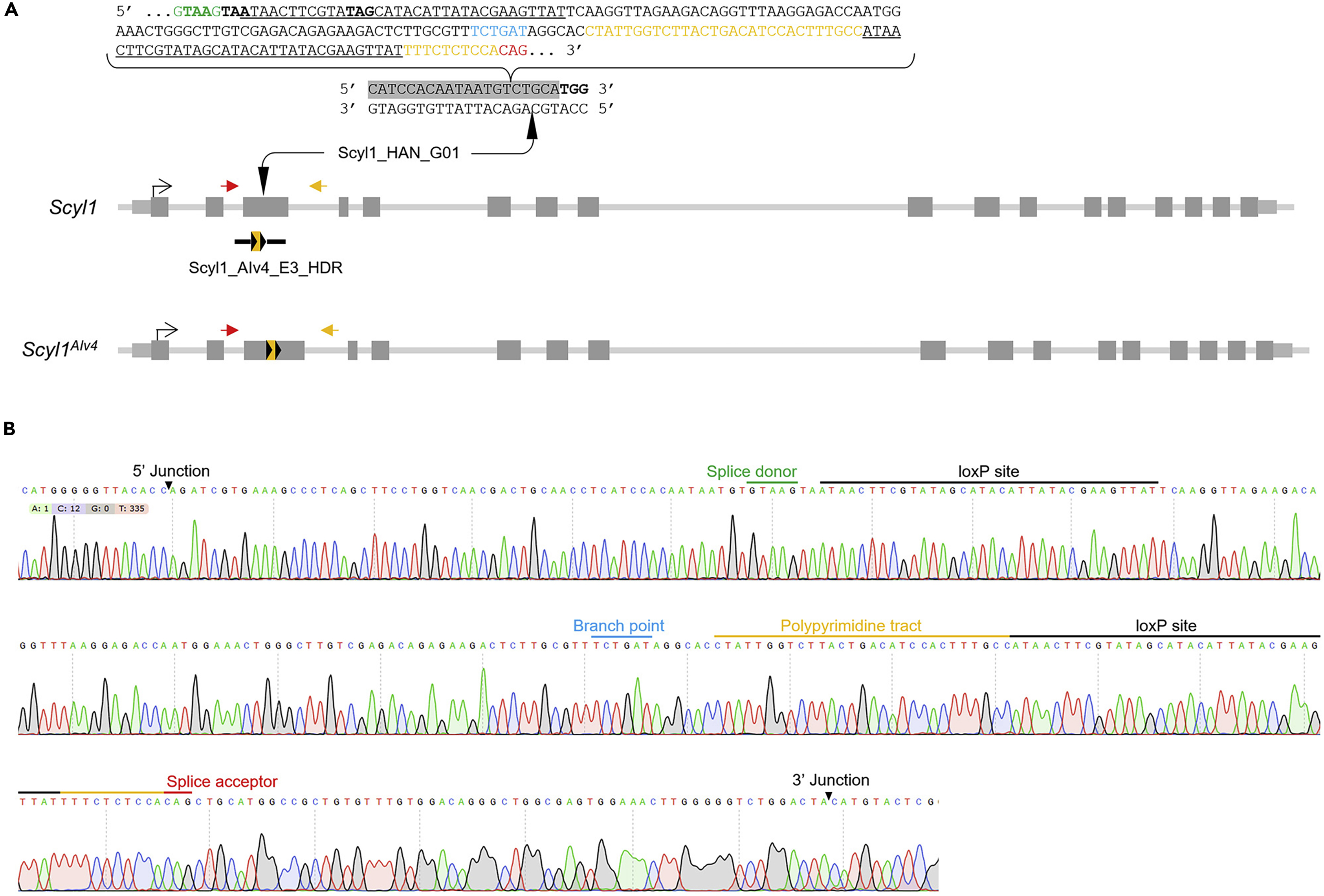 Cell Press: STAR Protocols