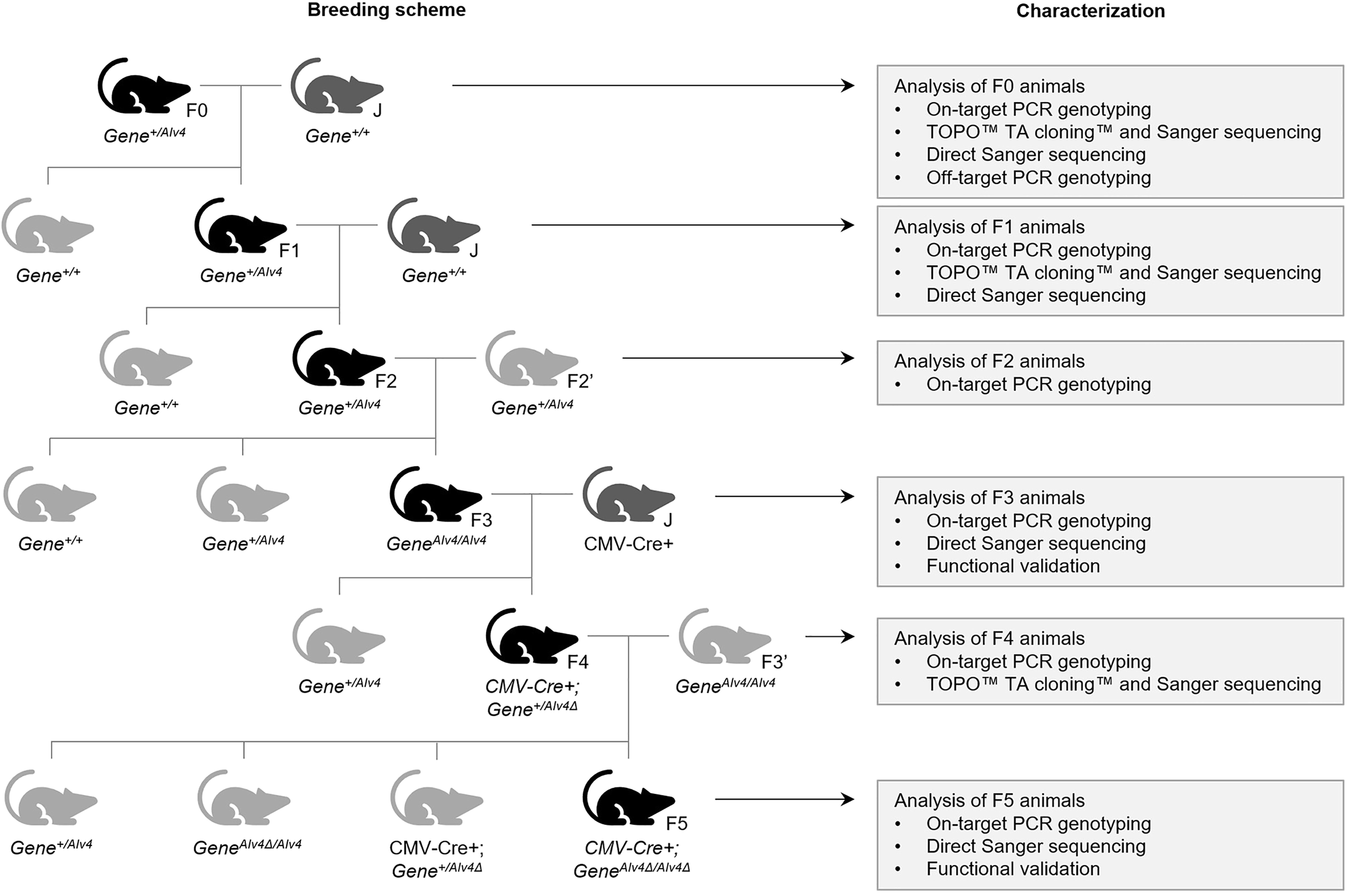 Cell Press: STAR Protocols