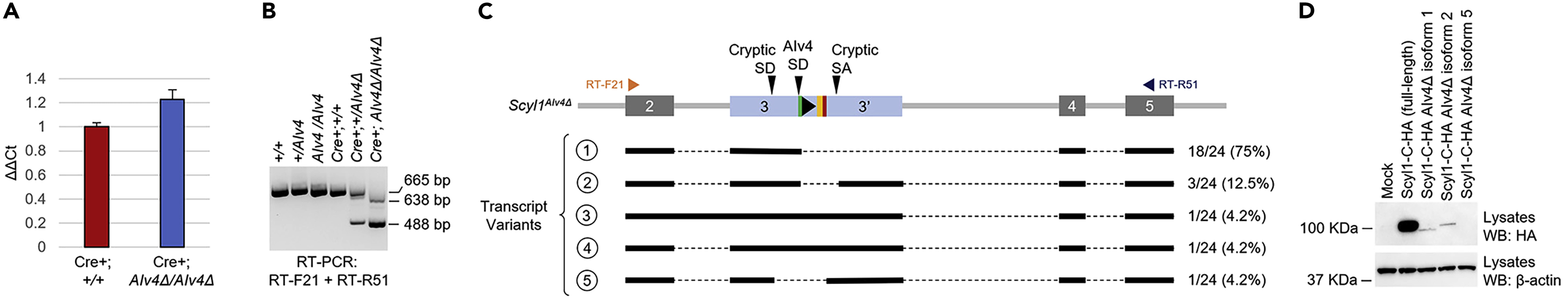 Cell Press: STAR Protocols