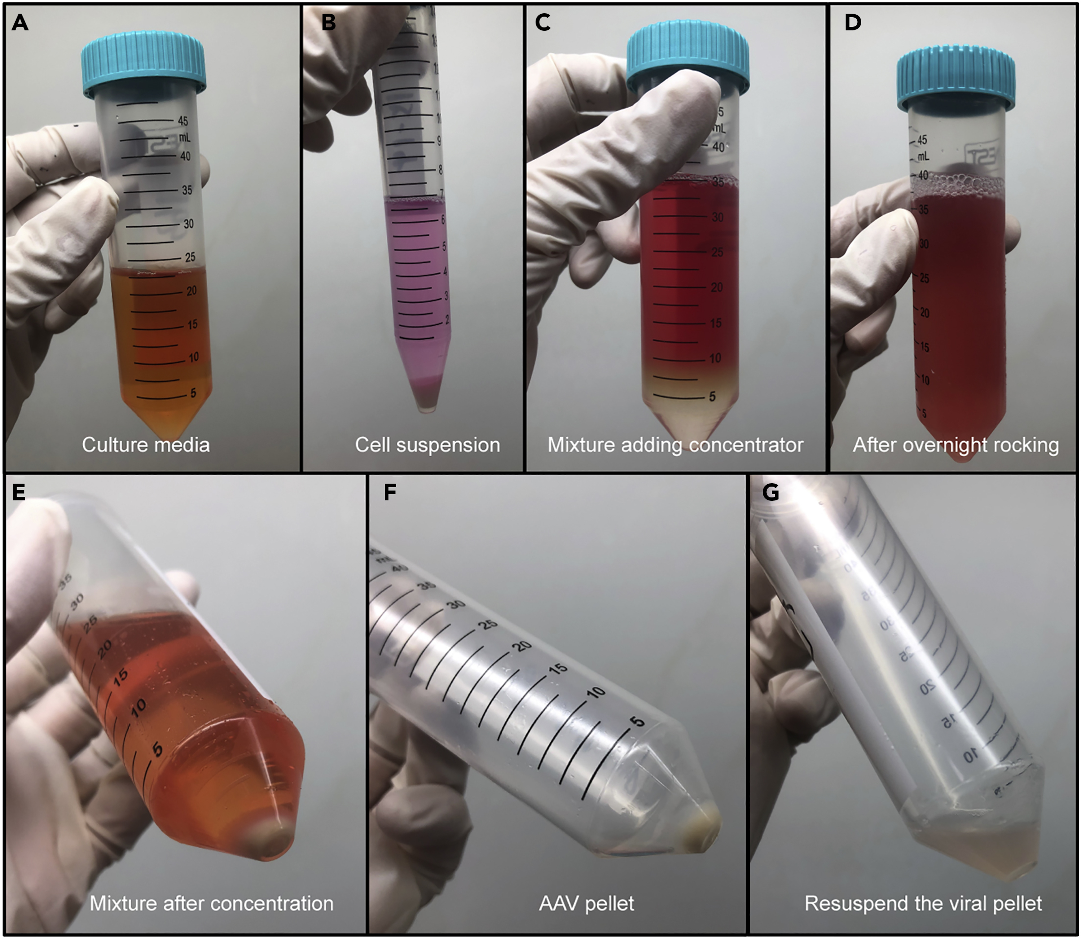 Cell Press: STAR Protocols