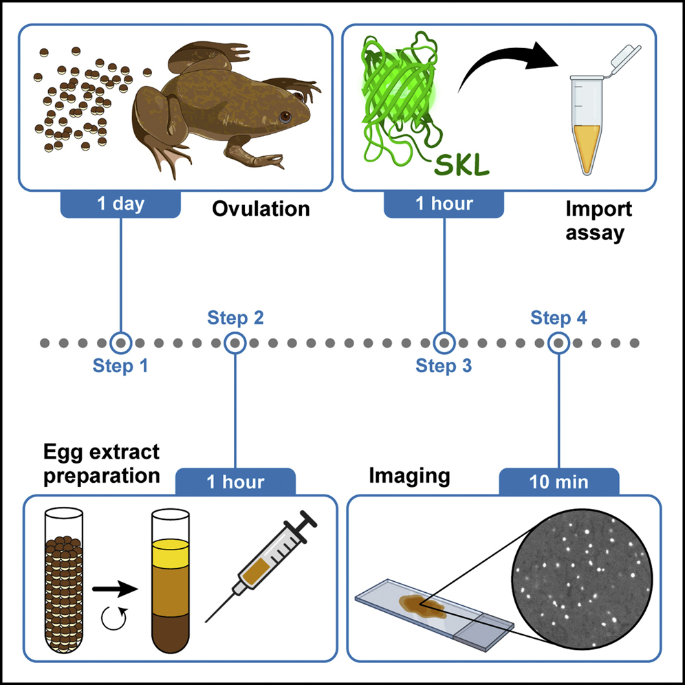Cell Press: STAR Protocols
