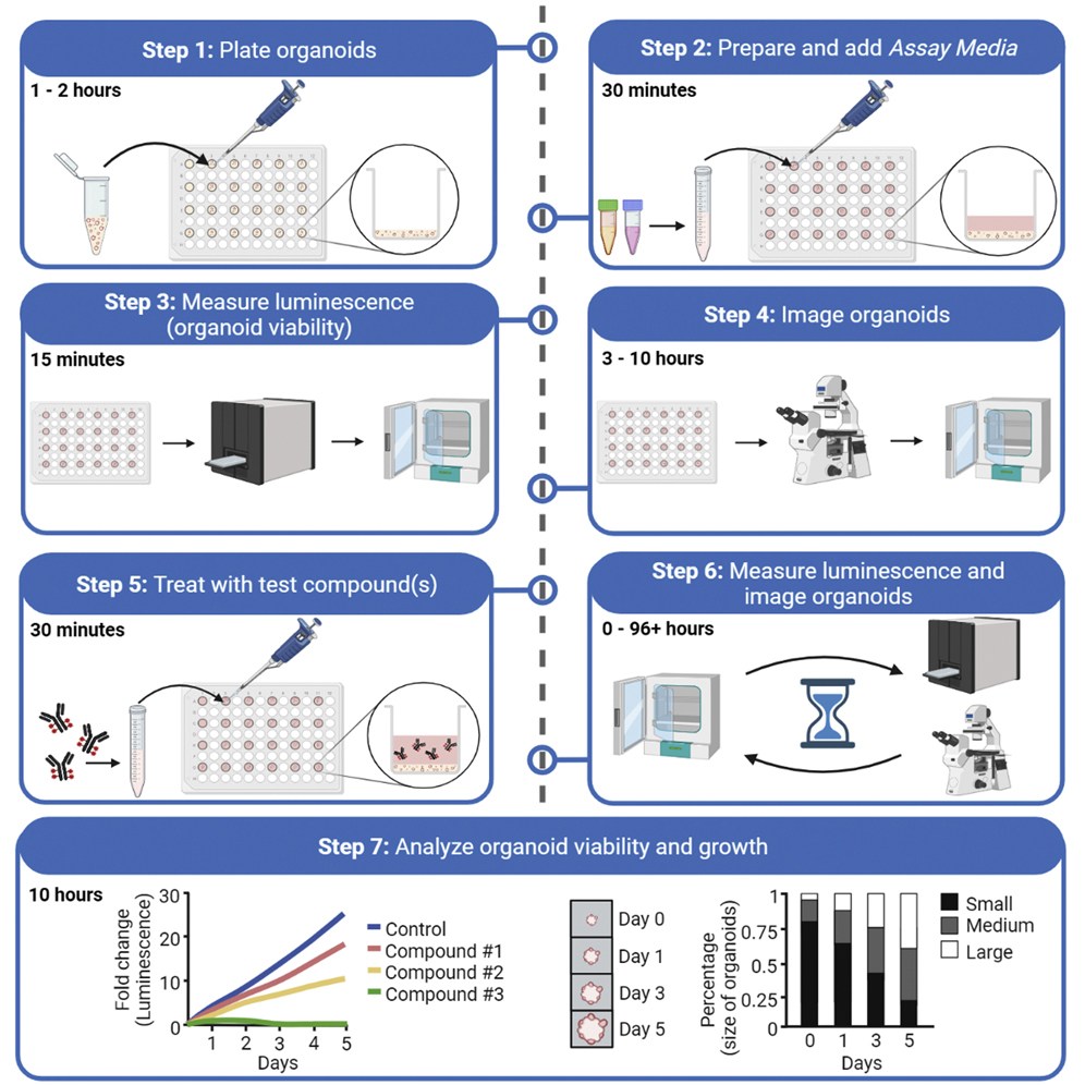 Cell Press: STAR Protocols