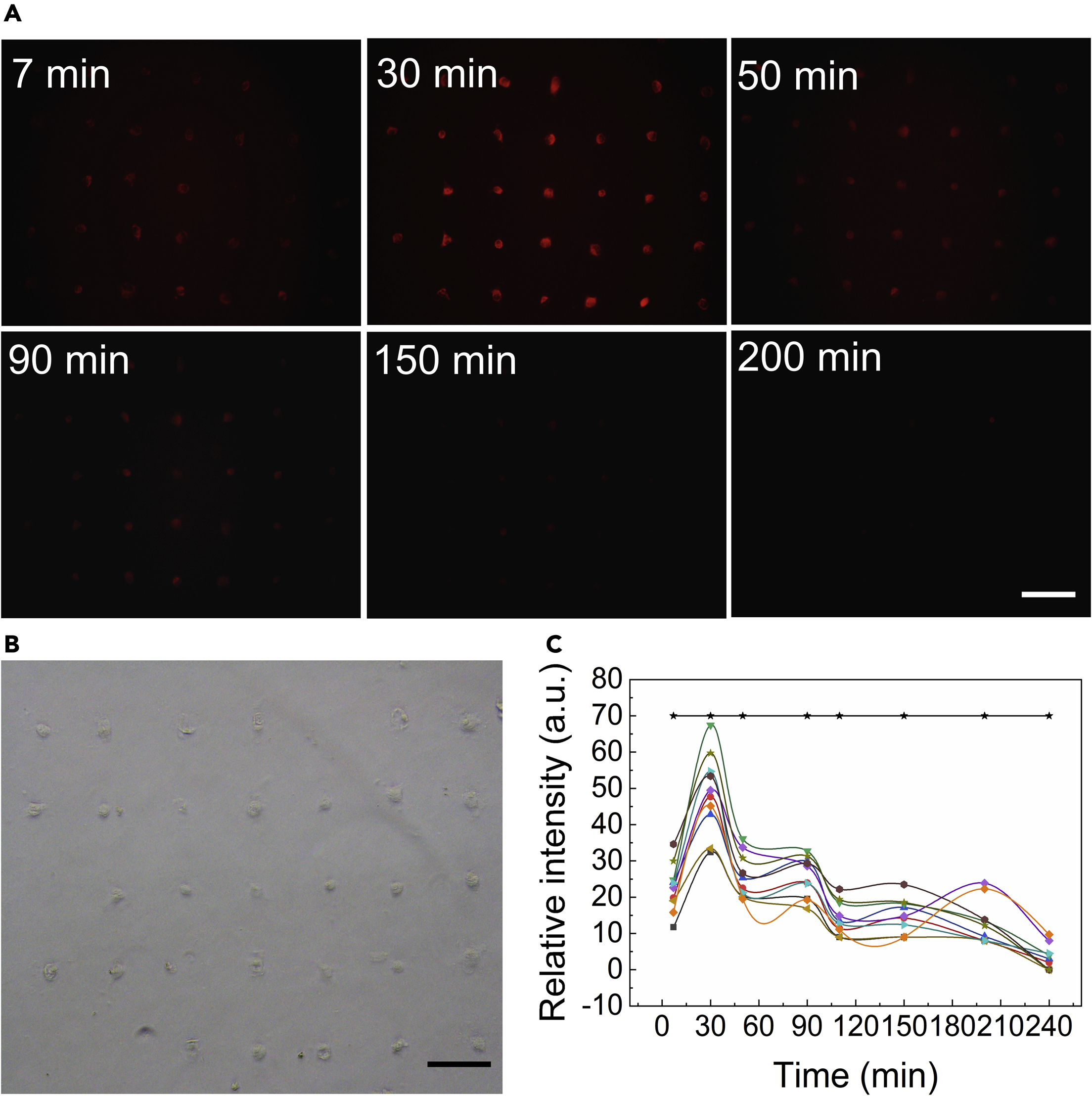 Cell Press: STAR Protocols