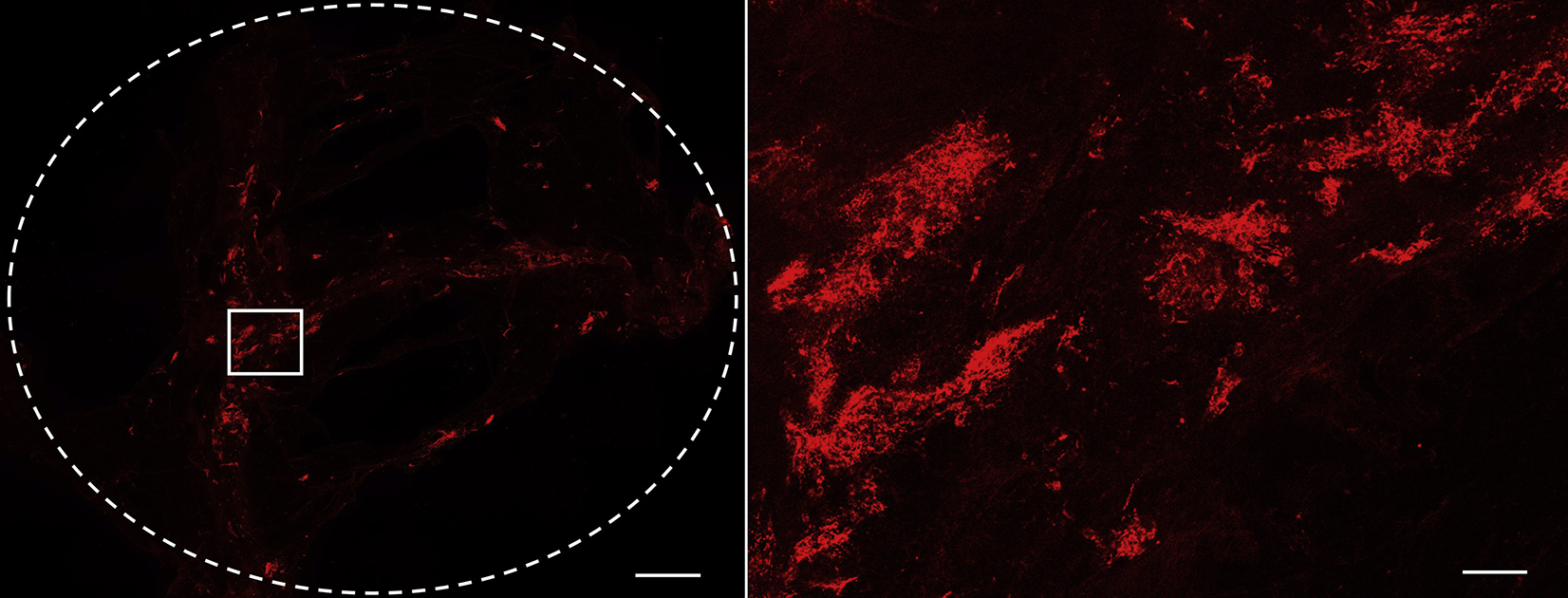Cell Press: STAR Protocols