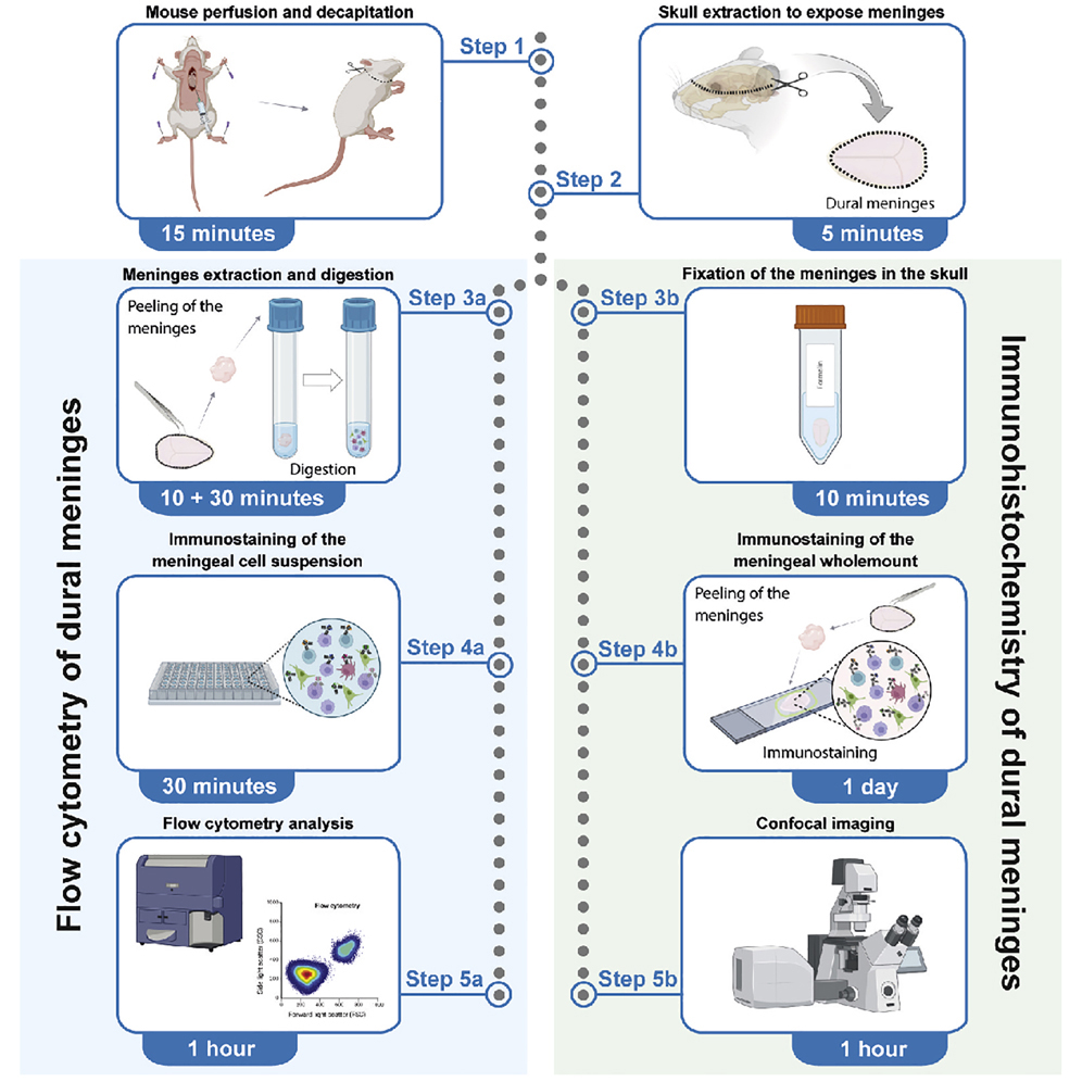 Cell Press: STAR Protocols