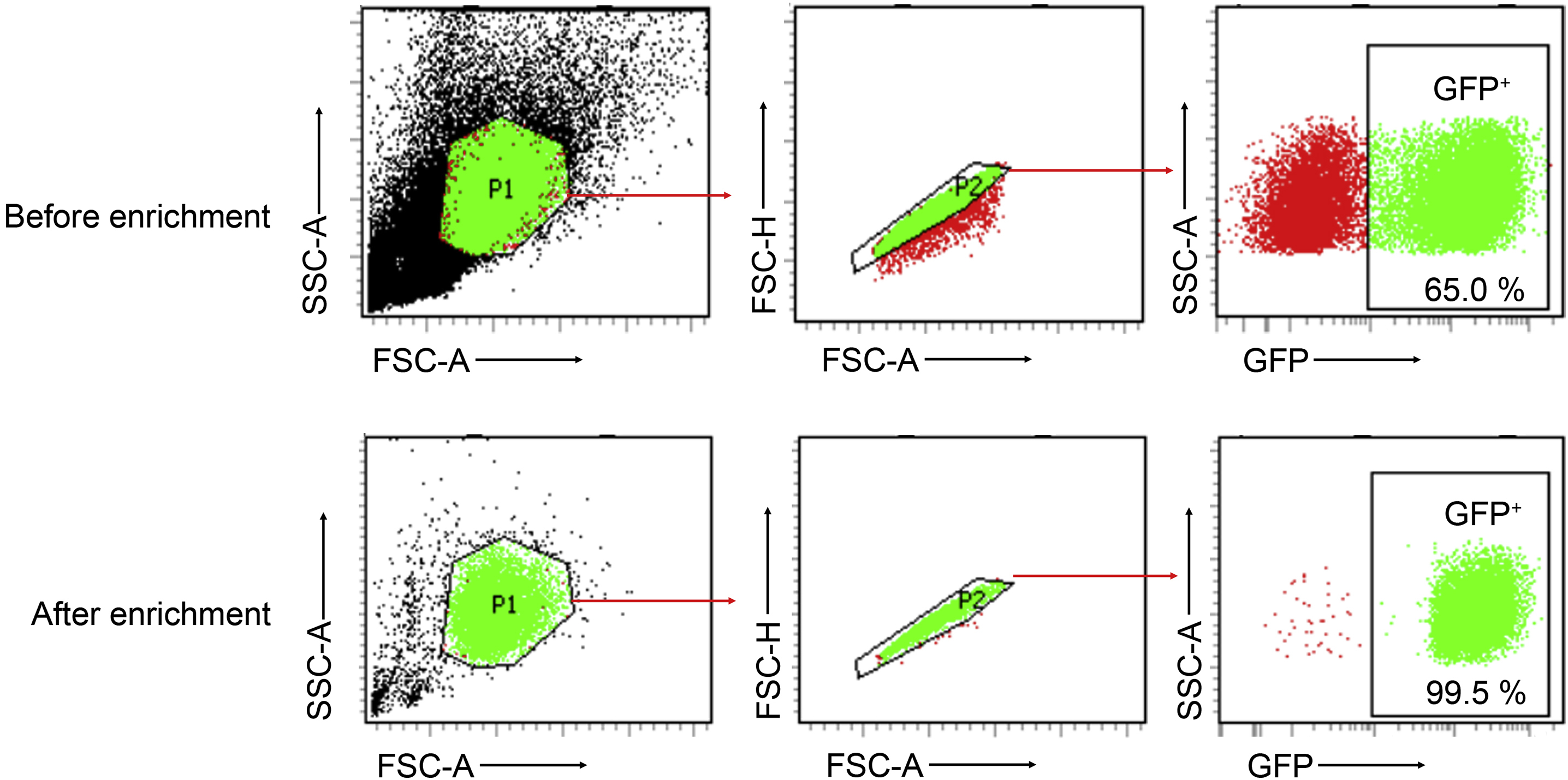 Cell Press: STAR Protocols