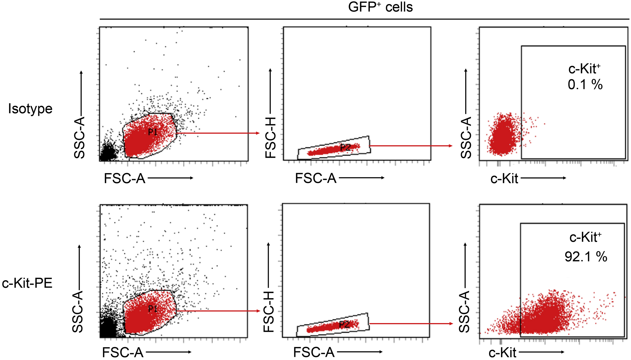 Cell Press: STAR Protocols