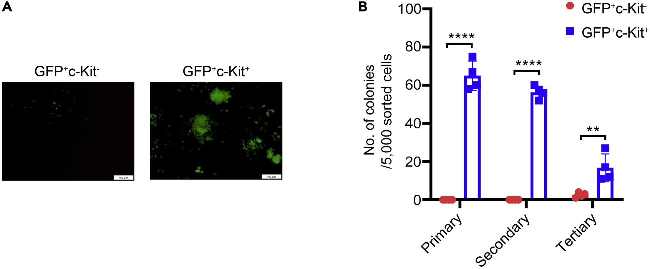 Cell Press: STAR Protocols
